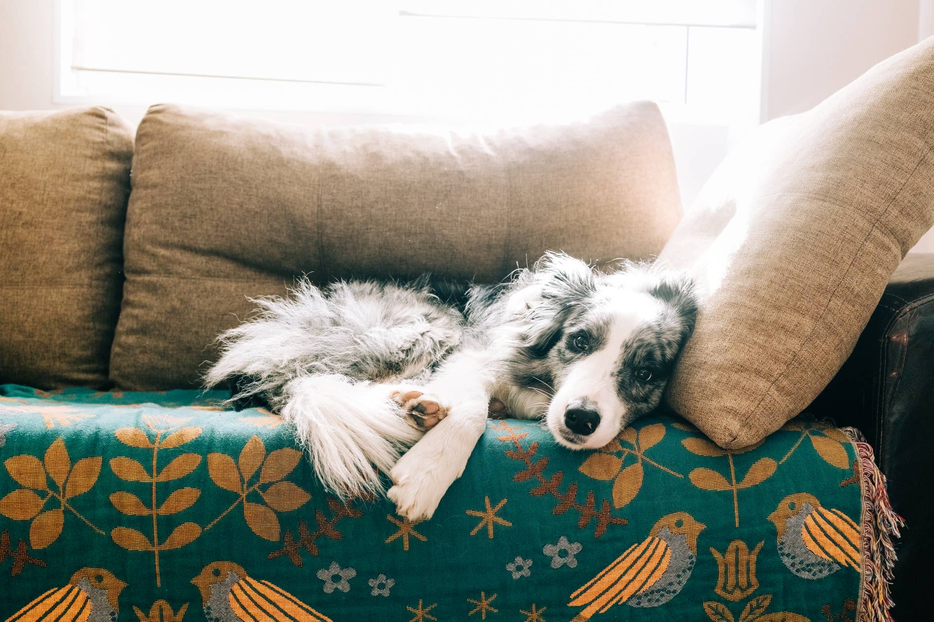 Shelter Dog Has Been Overlooked for a Year Because He's 'Too Shy' — and ...