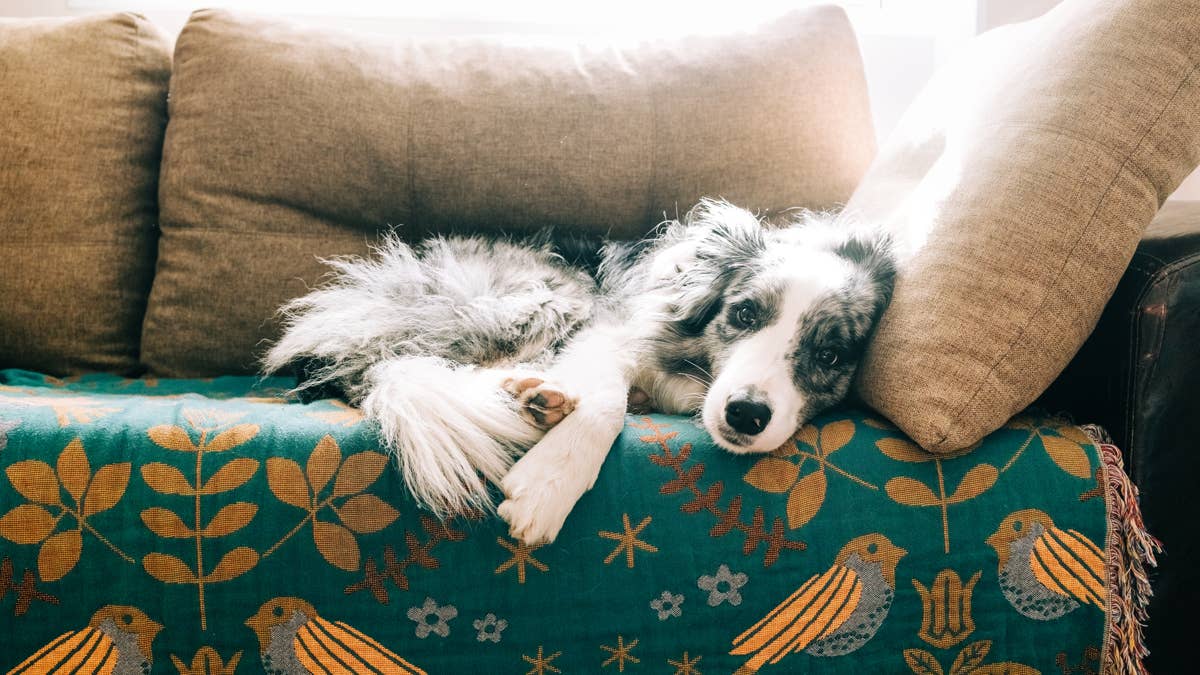 Shelter Dog Has Been Overlooked for a Year Because He's 'Too Shy' — and ...