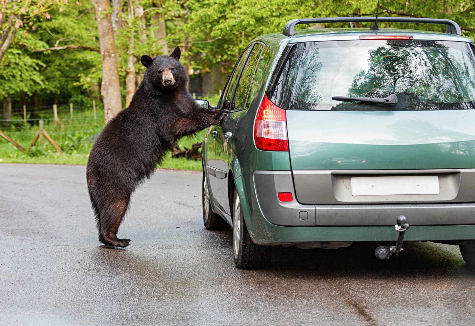 This Gatlinburg Bear Stealing Beer From a Car Is the Best Thing You'll ...