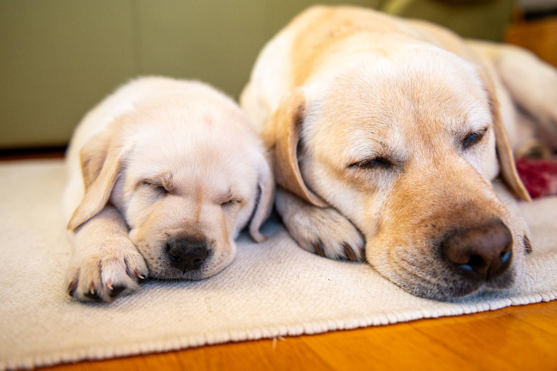 Yellow Labrador Meets the Family’s New Puppy—and Immediately Does ...