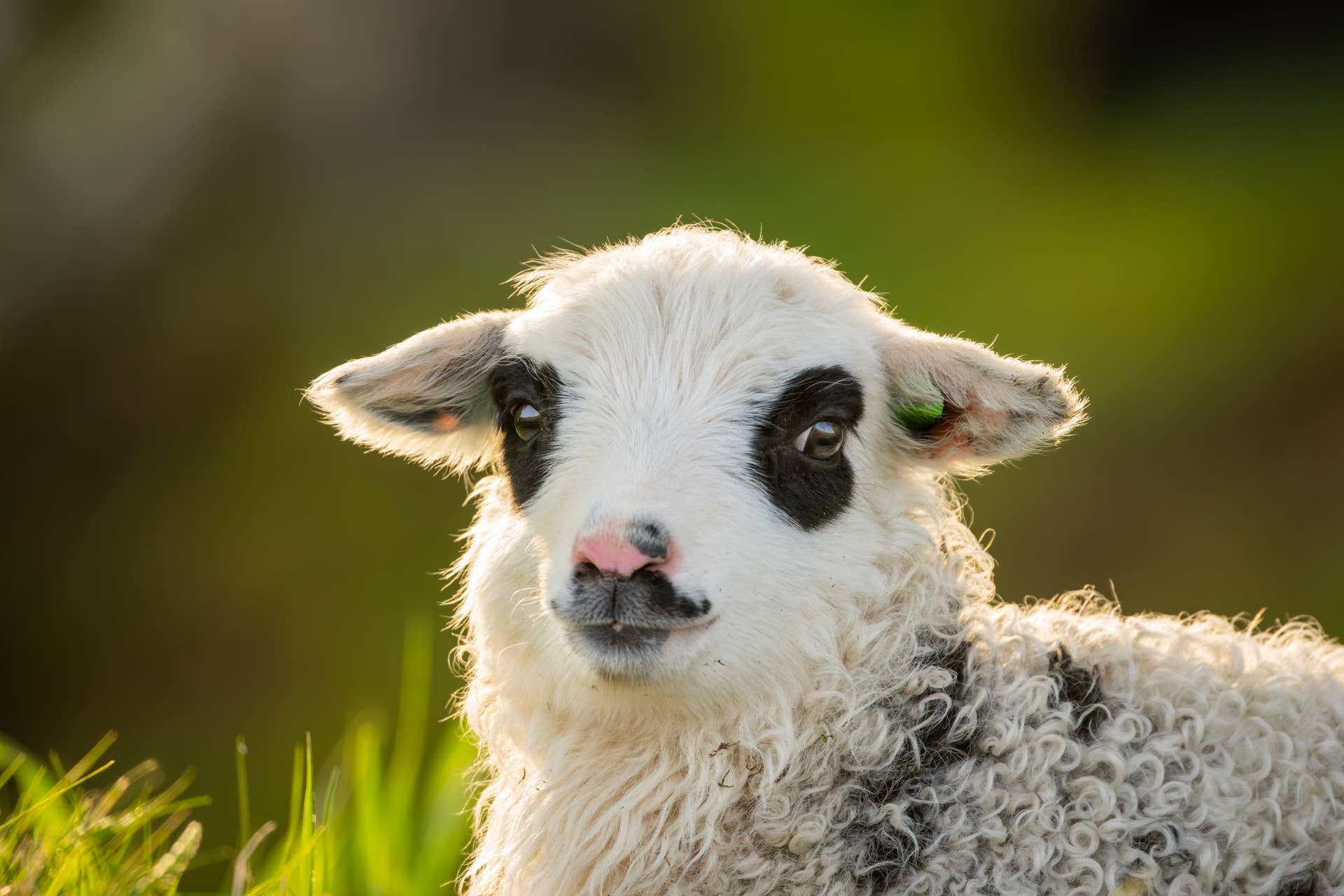 This Sheep Is Convinced He's a Dog and His Family Enables It - PetHelpful