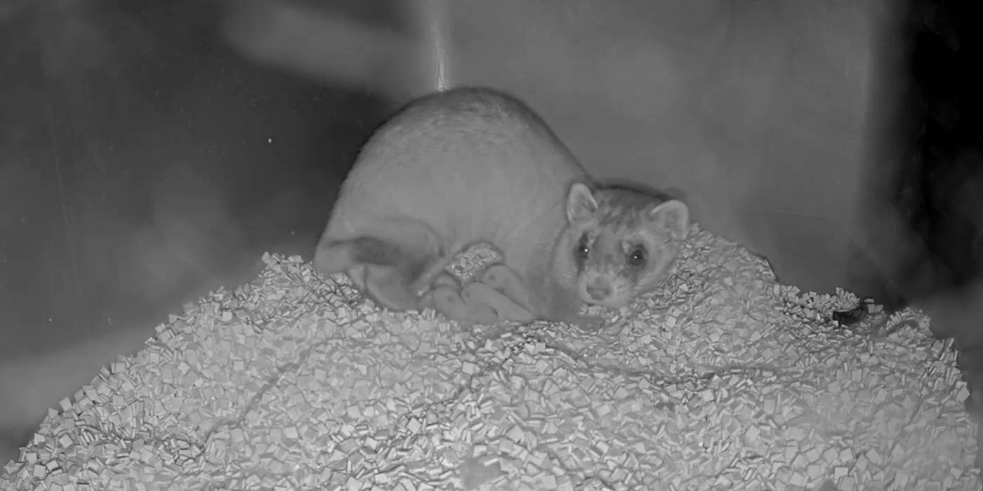Smithsonian Welcomes Six Endangered Black-Footed Ferret Kits - PetHelpful