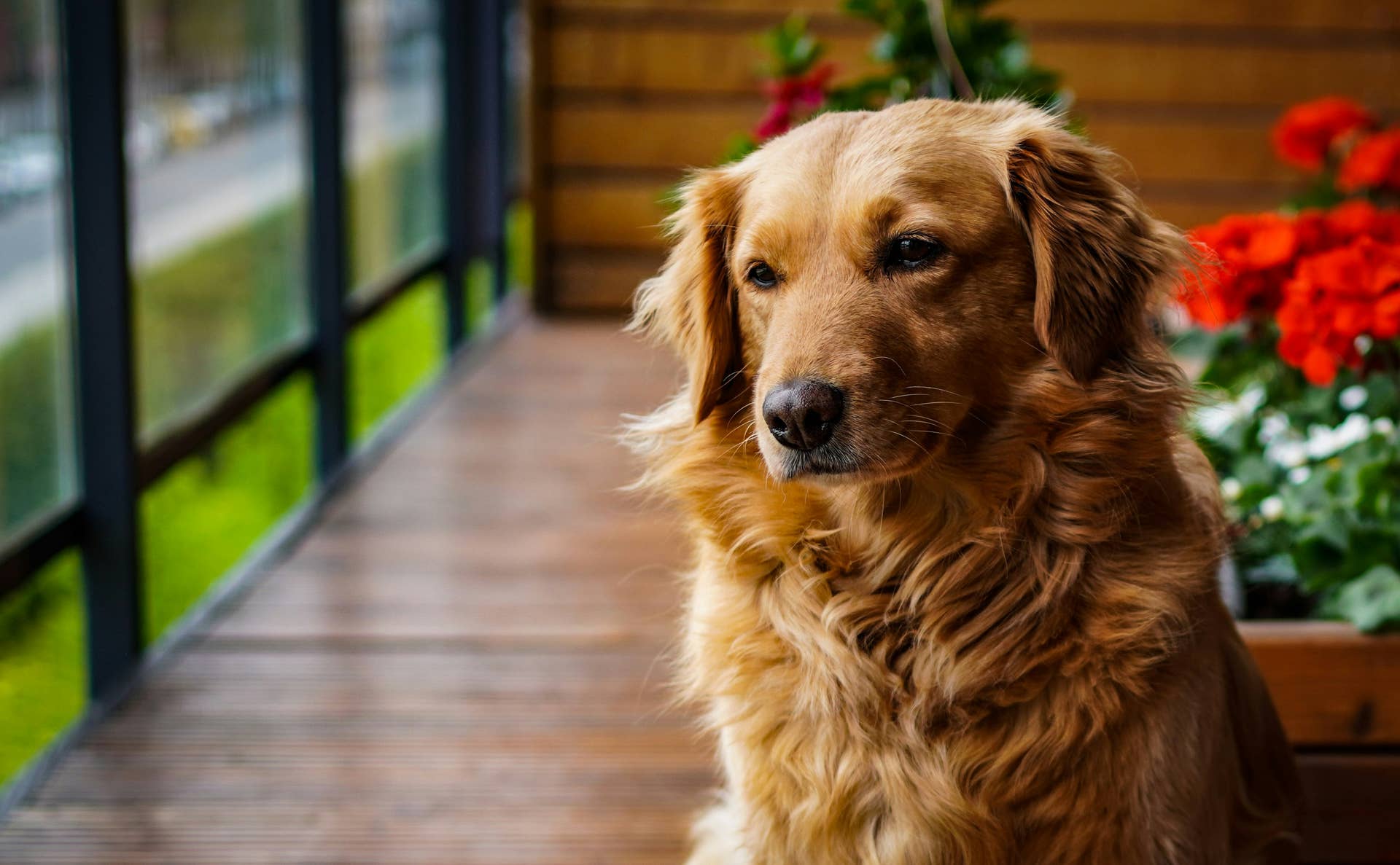 Golden Retriever Spots a Picture of Herself and Immediately Gets ...