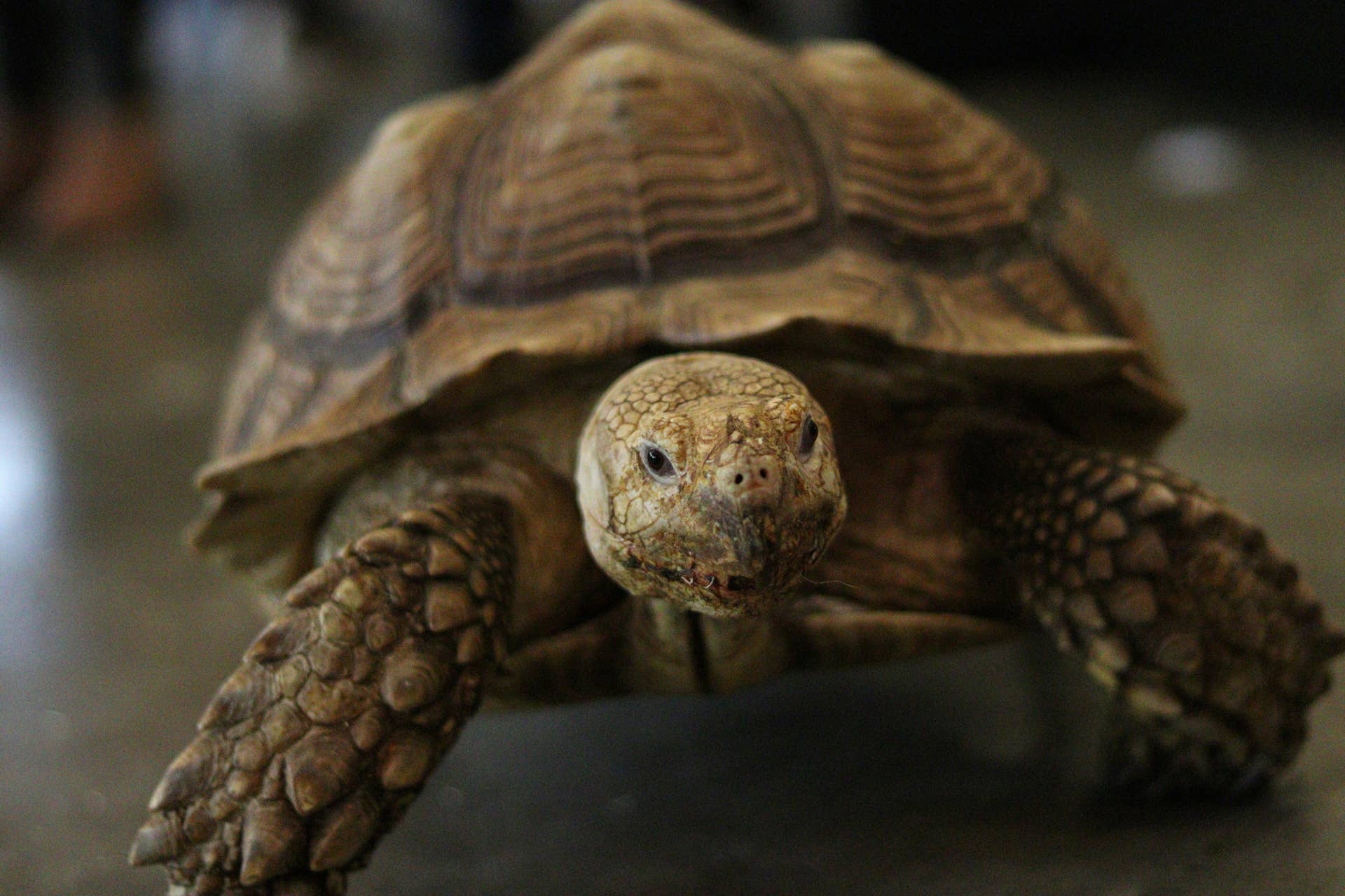 Gen Z Is Driving Rapid Growth in Reptile Ownership - PetHelpful