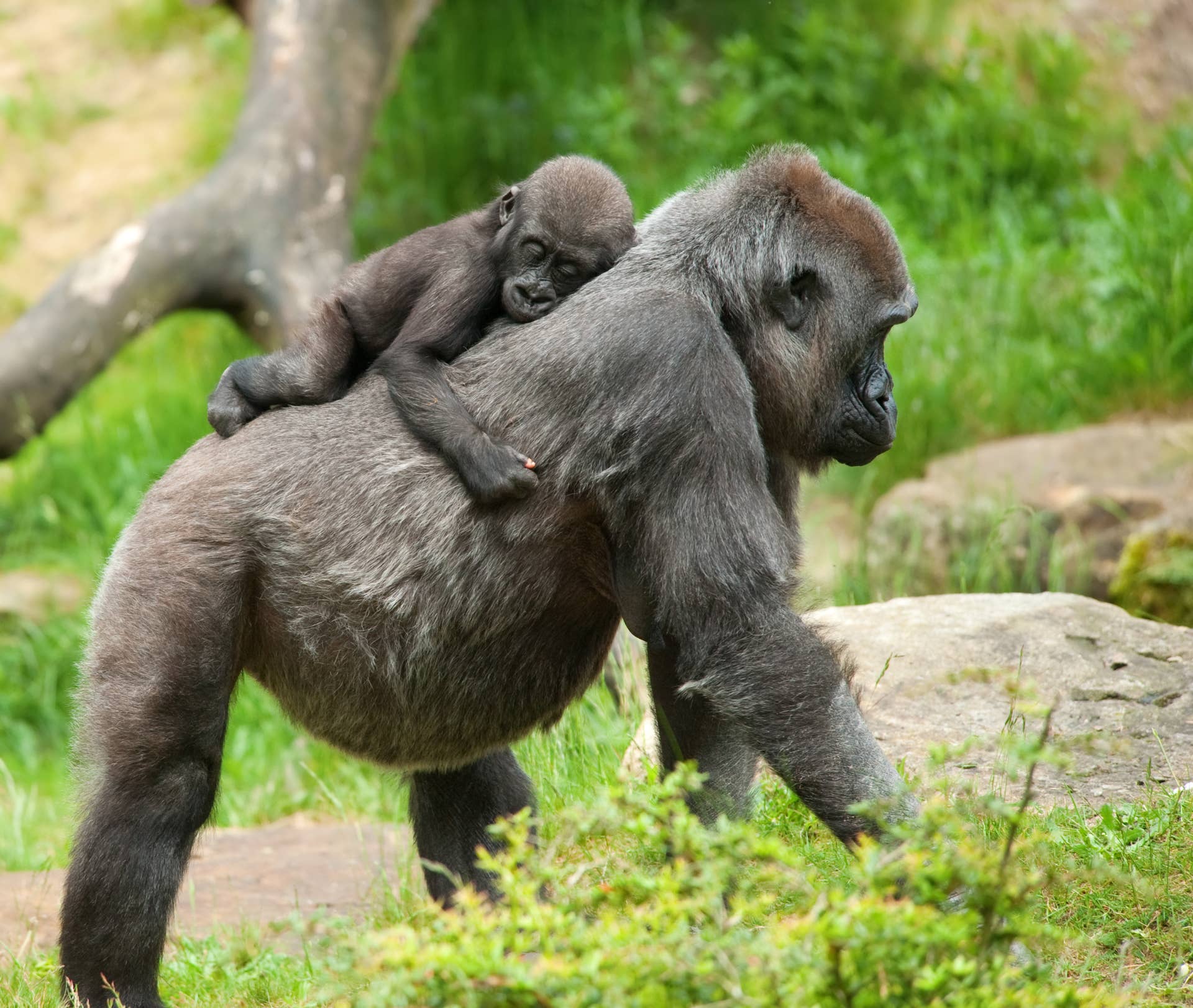 Gorilla at Seattle Zoo Undergoes 'Extremely Rare' Surgical Procedure To ...