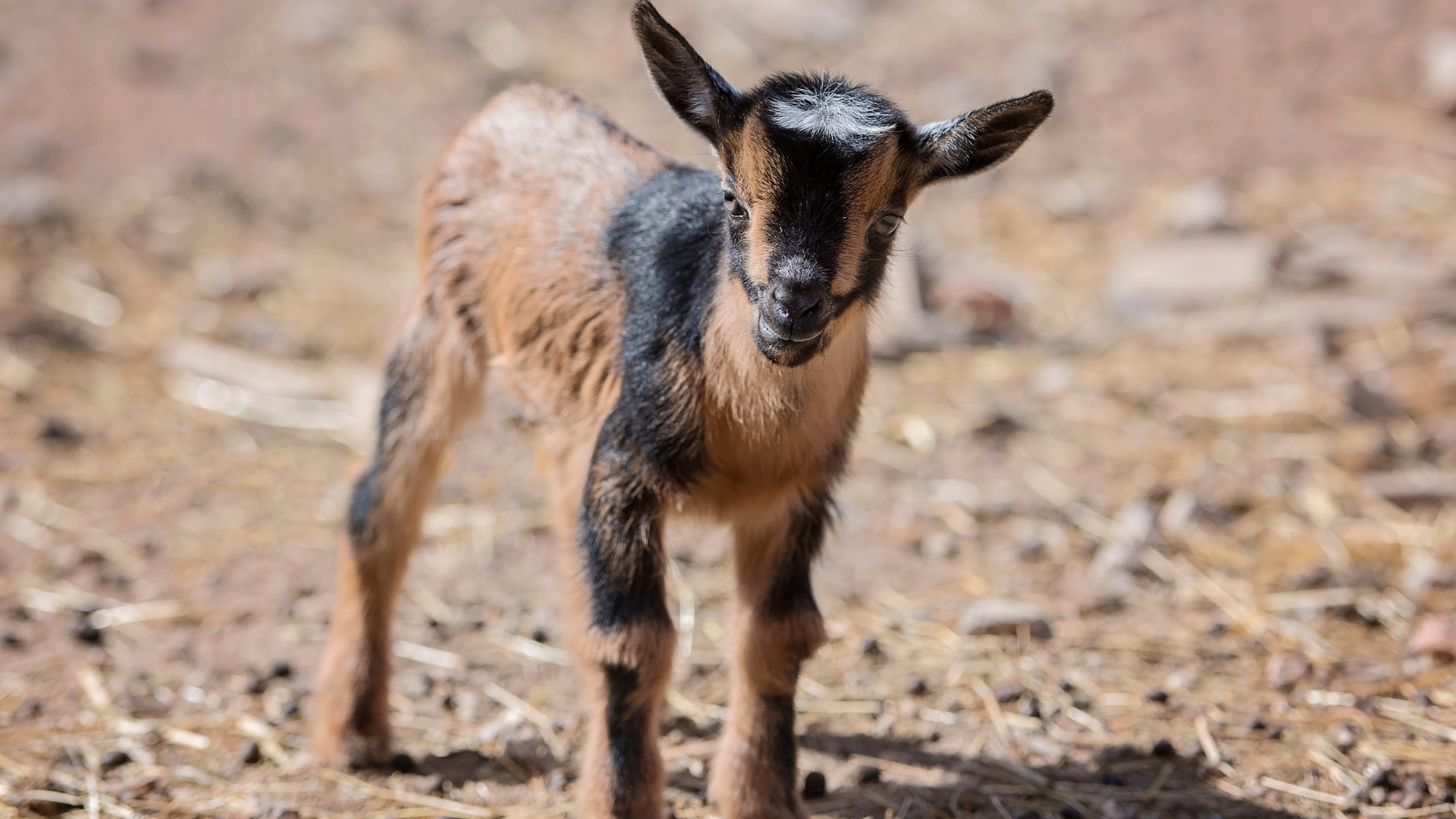 This Tiny Goat Goes Through Every Emotion Imaginable in Under a Minute ...