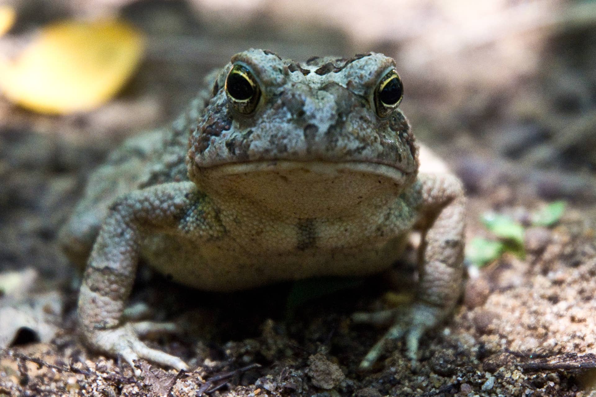 Fowler’s Toad Dramatically Plays Dead—Then Peeks to See if Woman Is ...