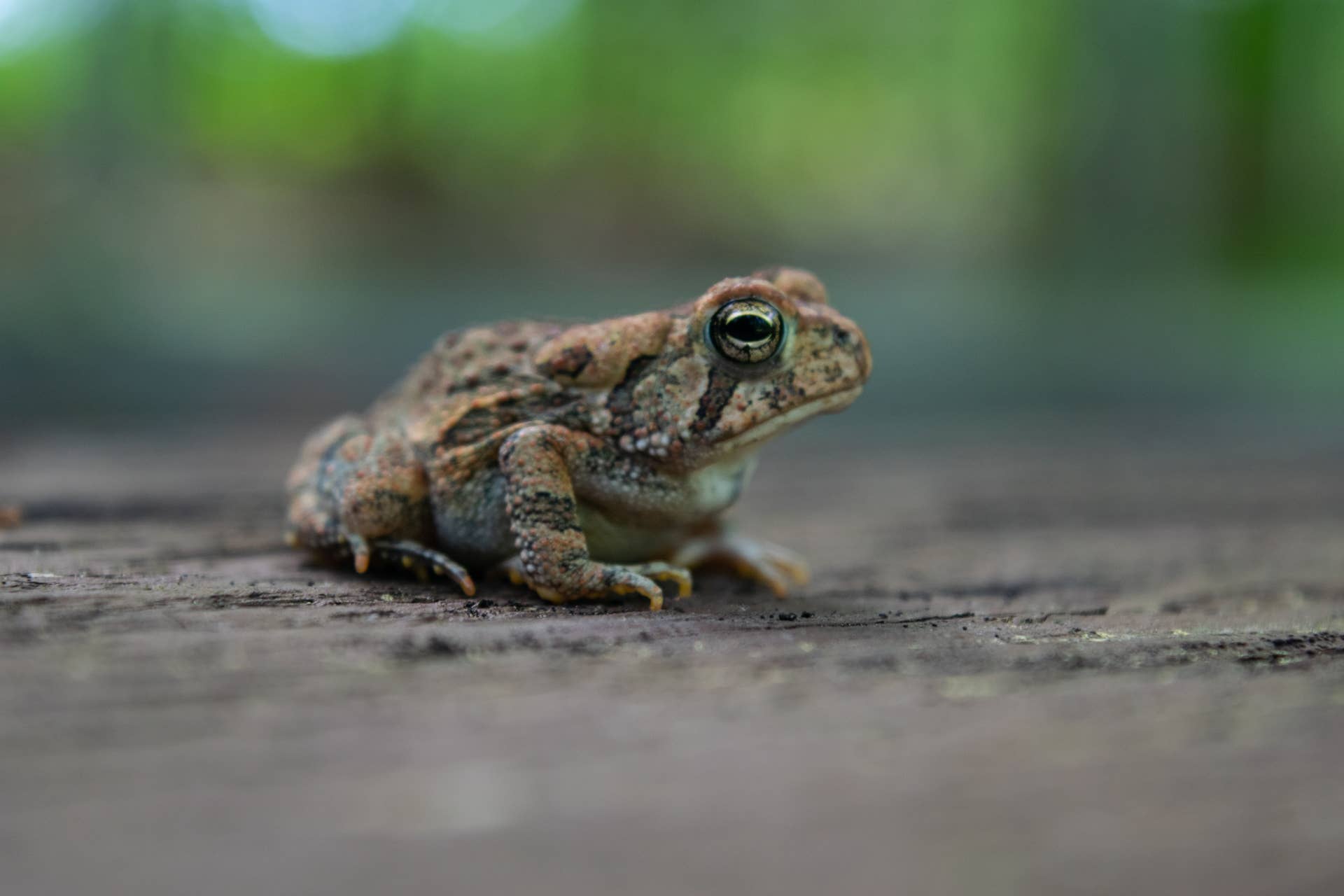 Fowler’s Toad Dramatically Plays Dead—Then Peeks to See if Woman Is ...