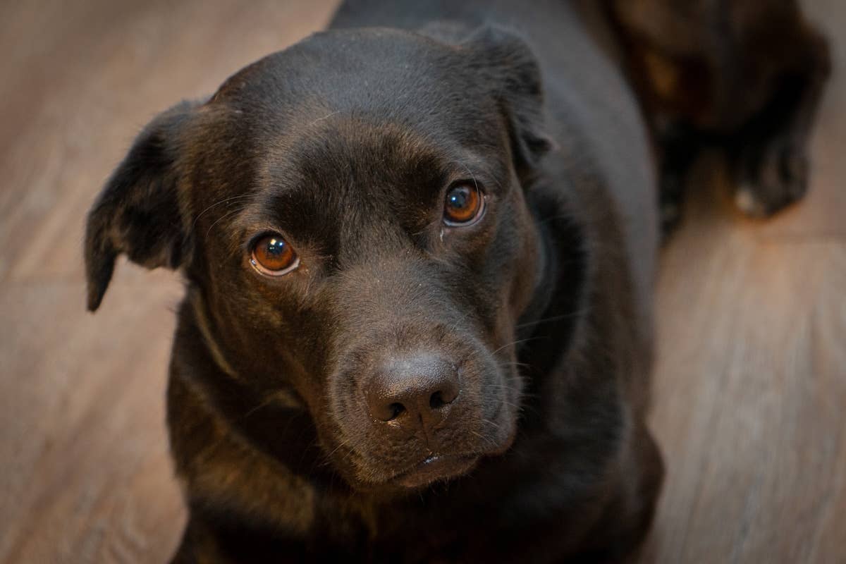 Overwhelmed by Shelter Life, This Sweet Mama Dog Tries To Shut Out the ...