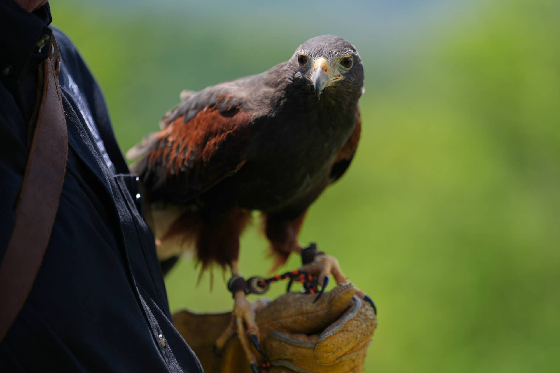 Why a Harris Hawk Is Patrolling Bay Area BART Stations Every Day ...