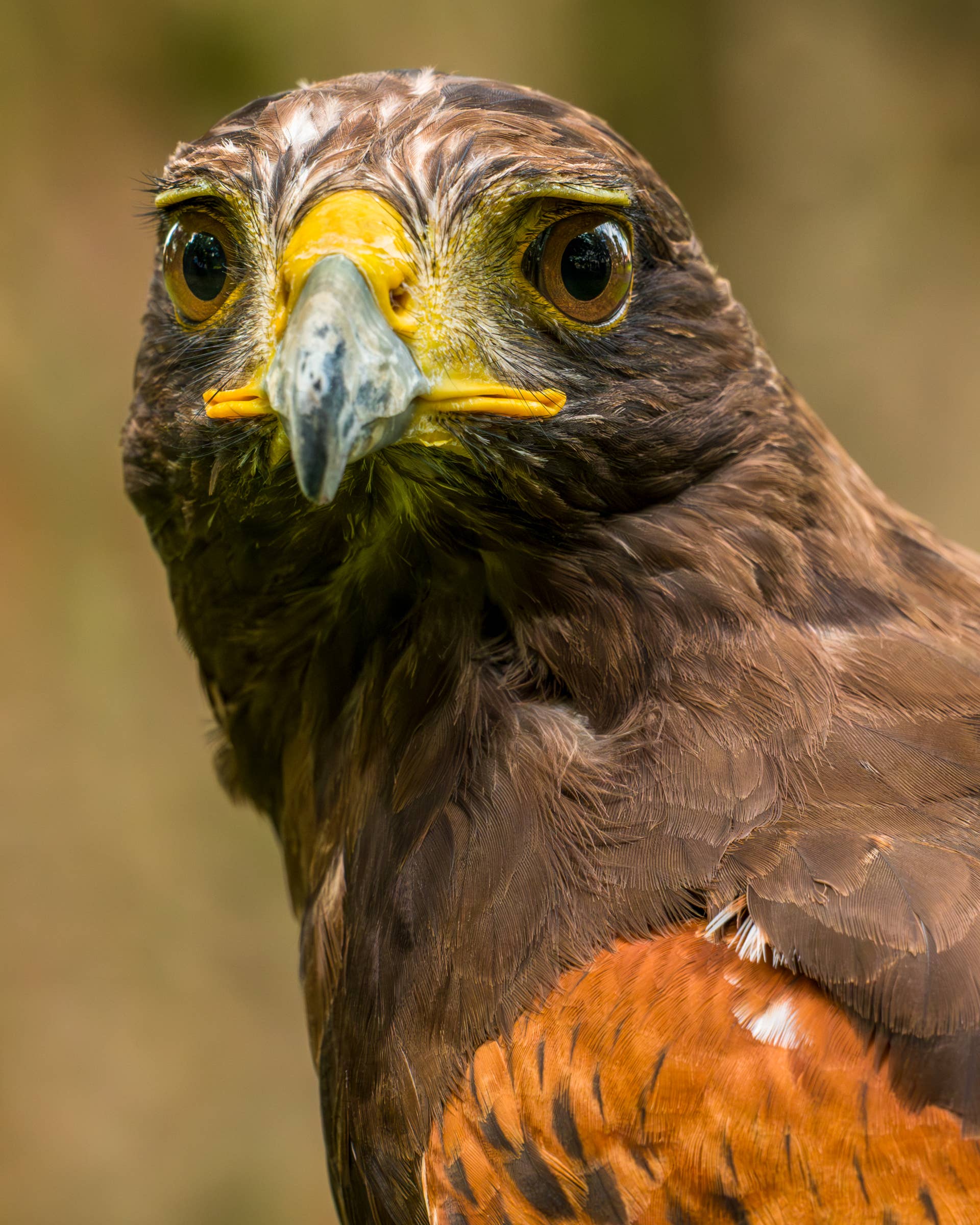 Why a Harris Hawk Is Patrolling Bay Area BART Stations Every Day ...