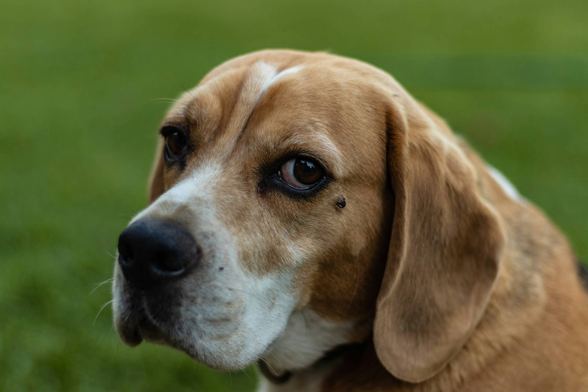 What Are Whale Eyes in Dogs? Vets Explain This Important Warning Sign ...