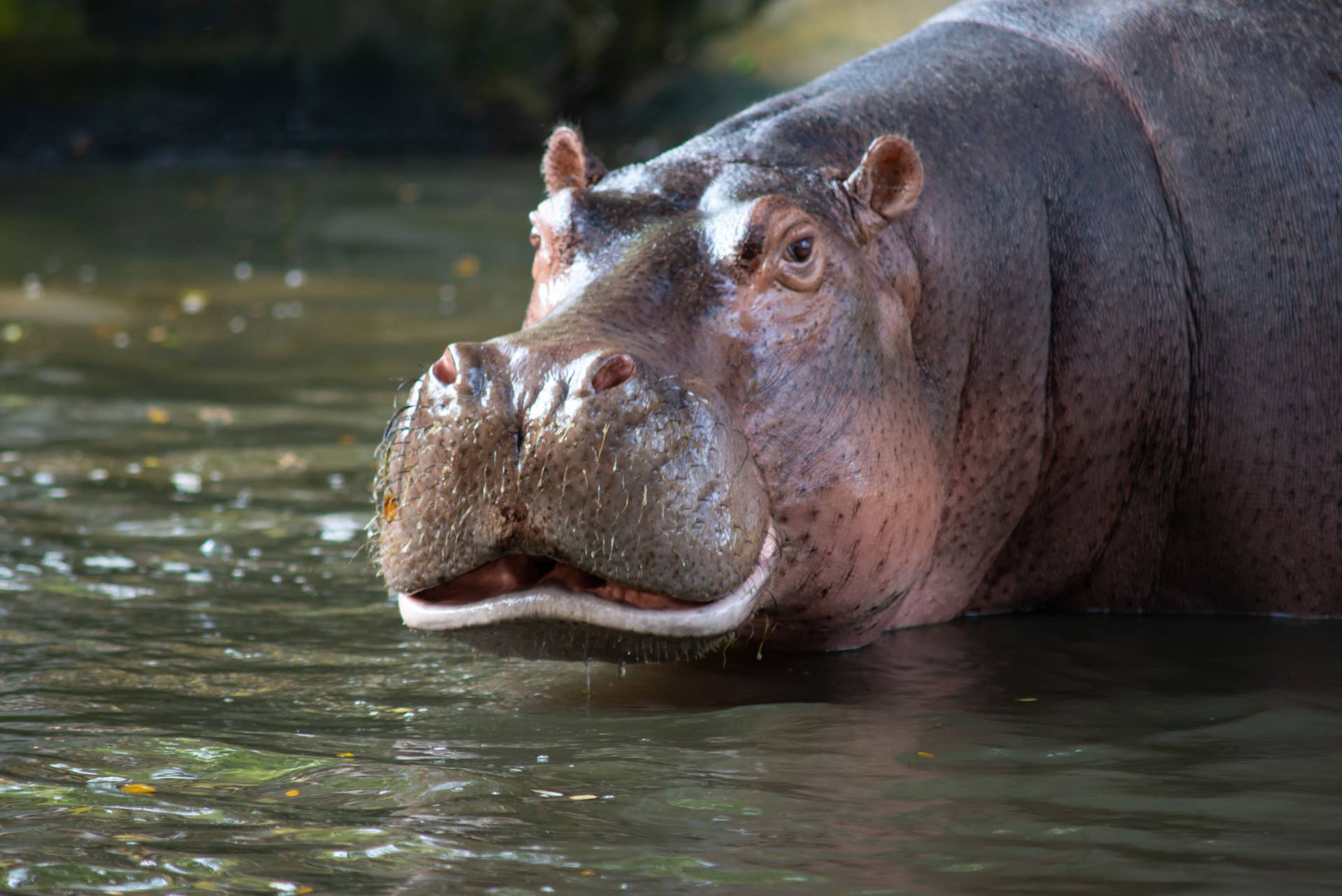 Massive Hippo Celebrates His 23rd Birthday with a Special Cake - PetHelpful