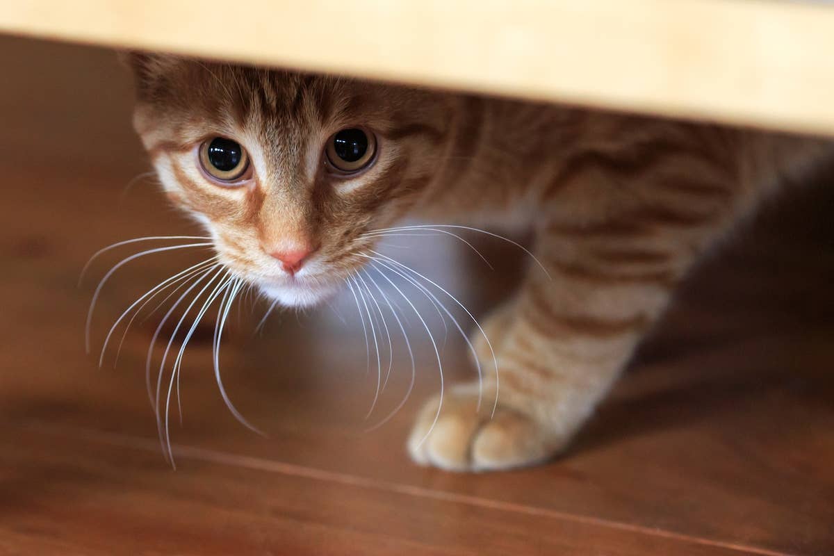 Senior Cat Sweetly Plays Hide-and-Seek With Tiny Puppy and It's Too ...