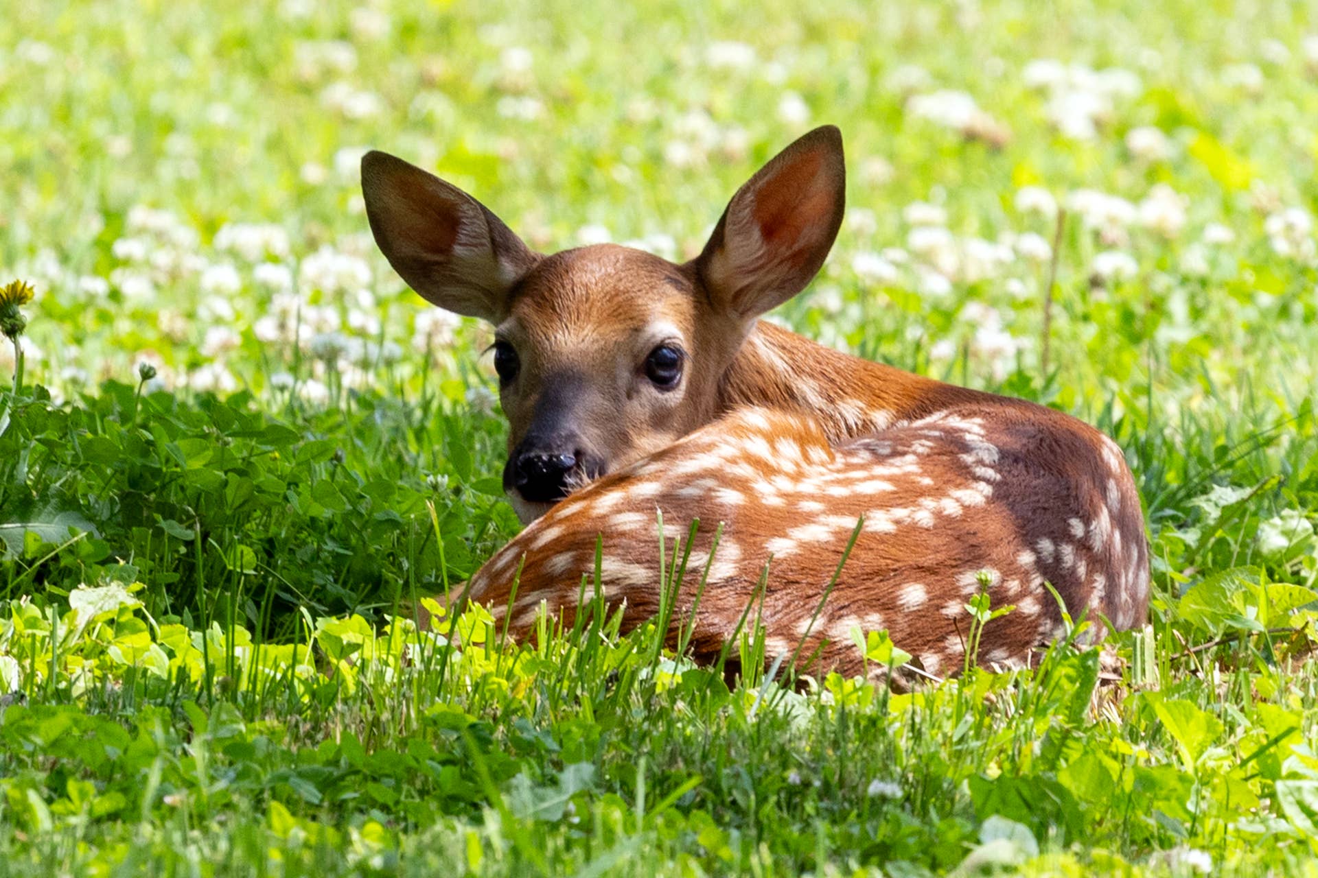 Kind Woman Rescues Trapped Fawn and Realizes She's Made a New Best ...