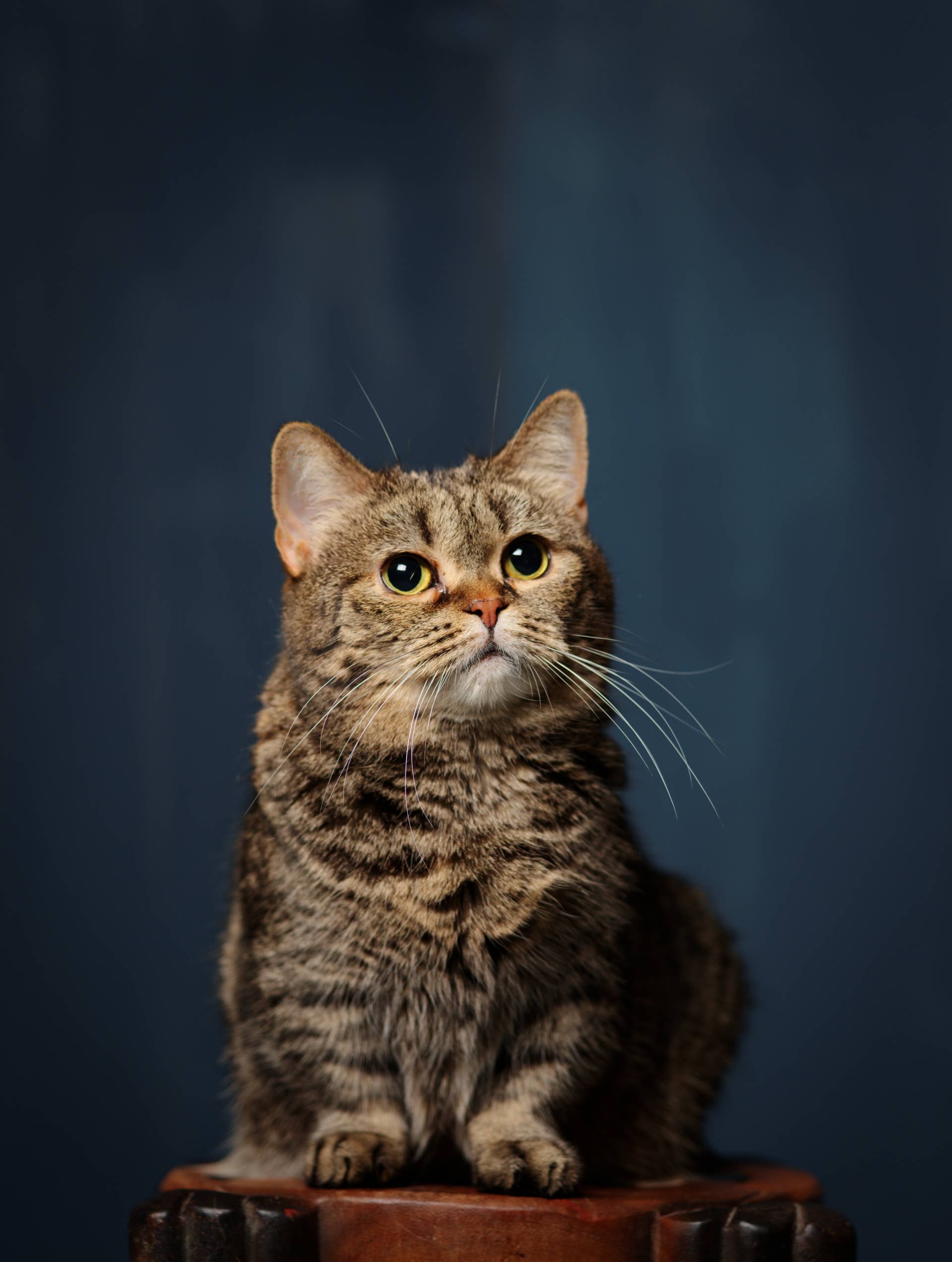 Munchkin Cat Meets a Pillow That Looks Exactly Like Her -- and the ...