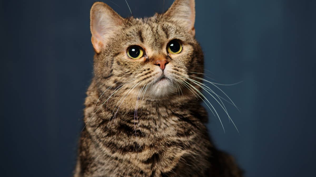 Munchkin Cat Meets a Pillow That Looks Exactly Like Her -- and the ...