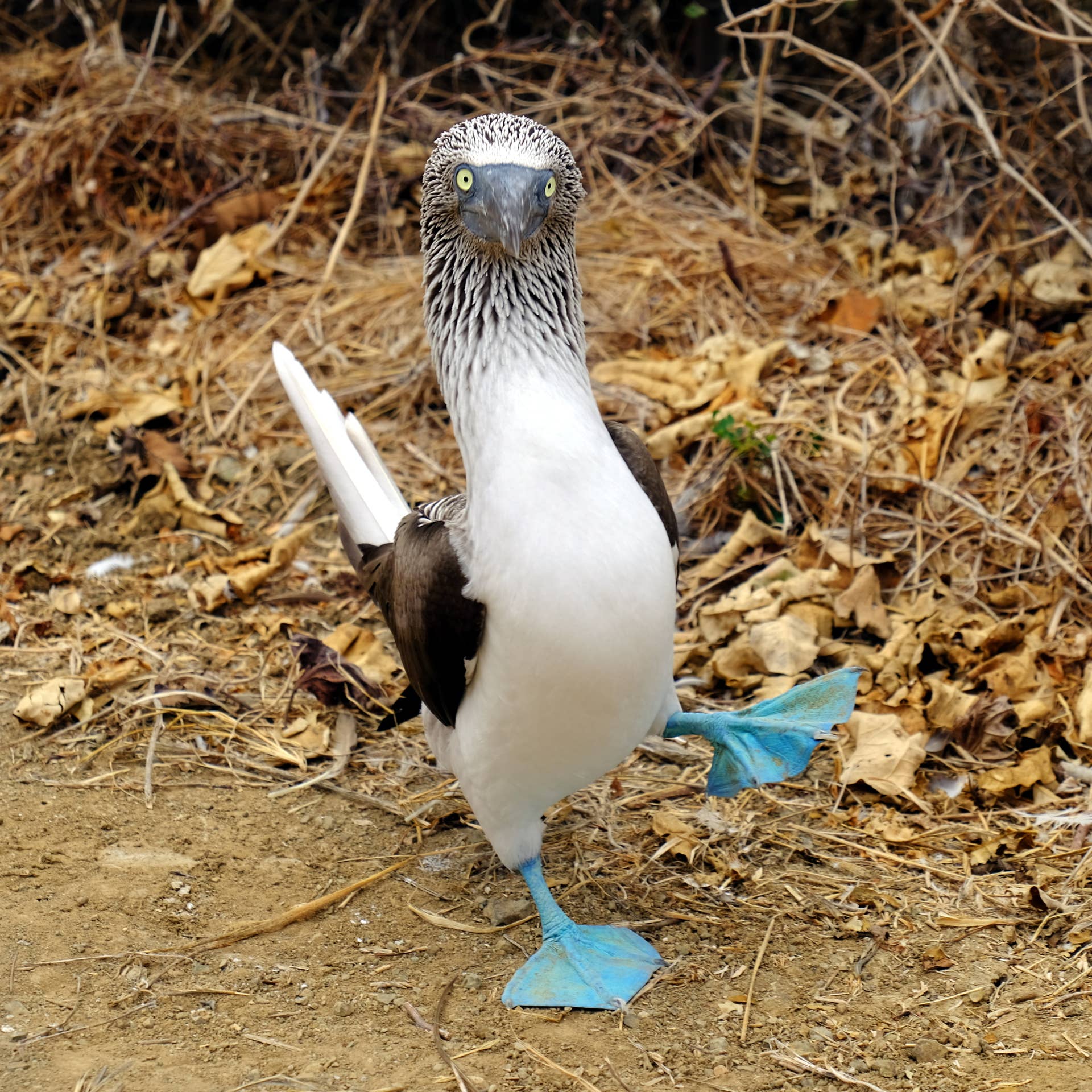 People Are Mesmerized by the Strange Dance These Birds Perform for Each ...