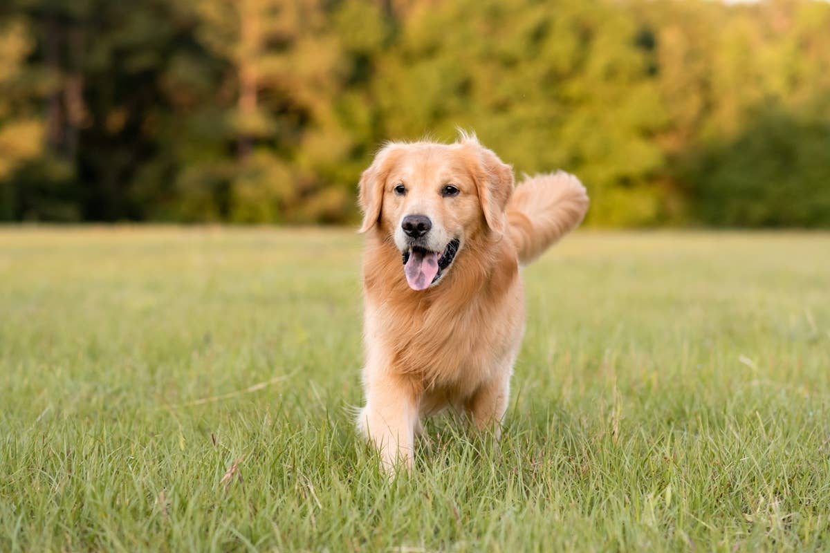 Golden Retriever - PetHelpful