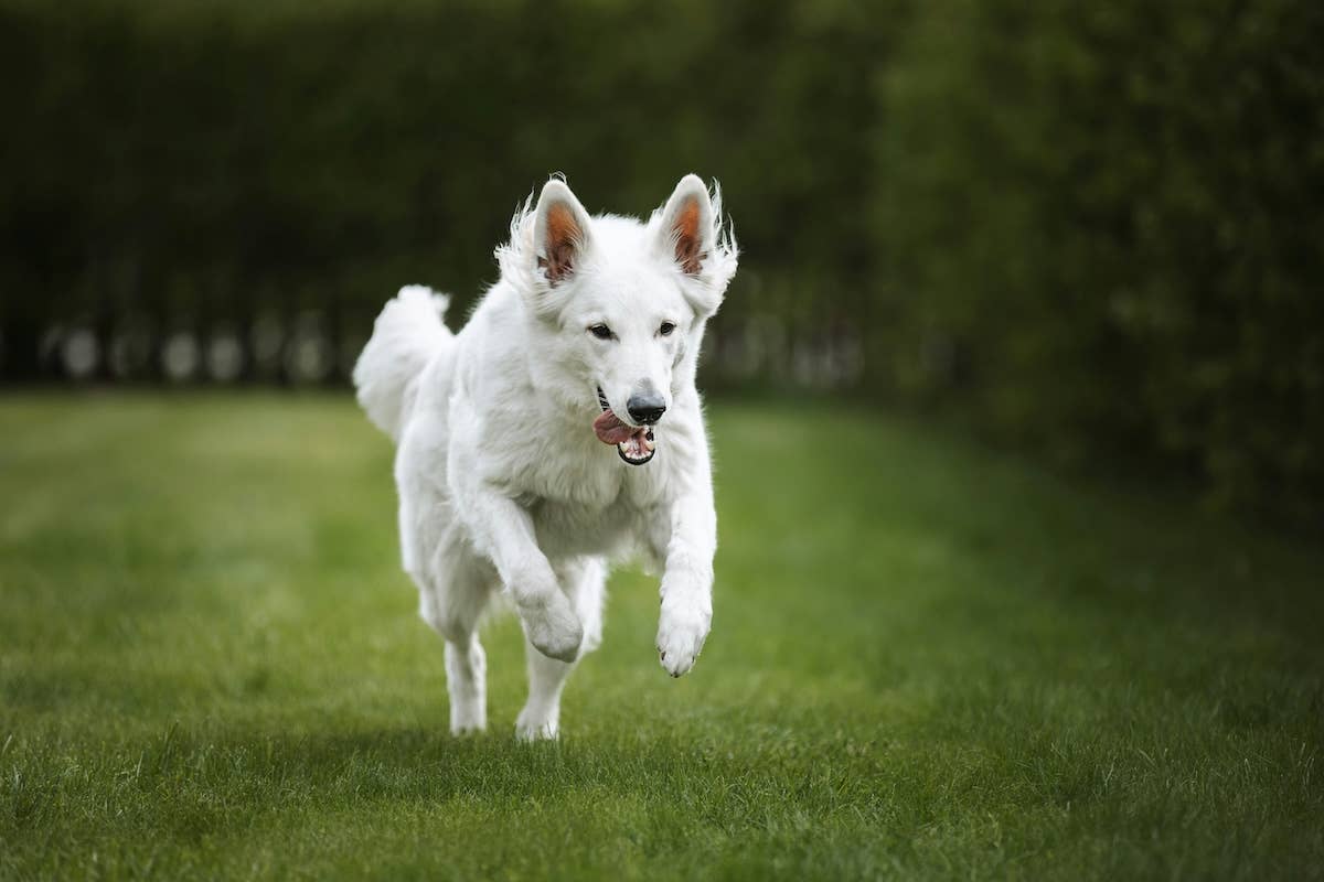 Dog With 'Brain Disorder' Excitedly Goes To Meet His Best Friend, a Sea ...