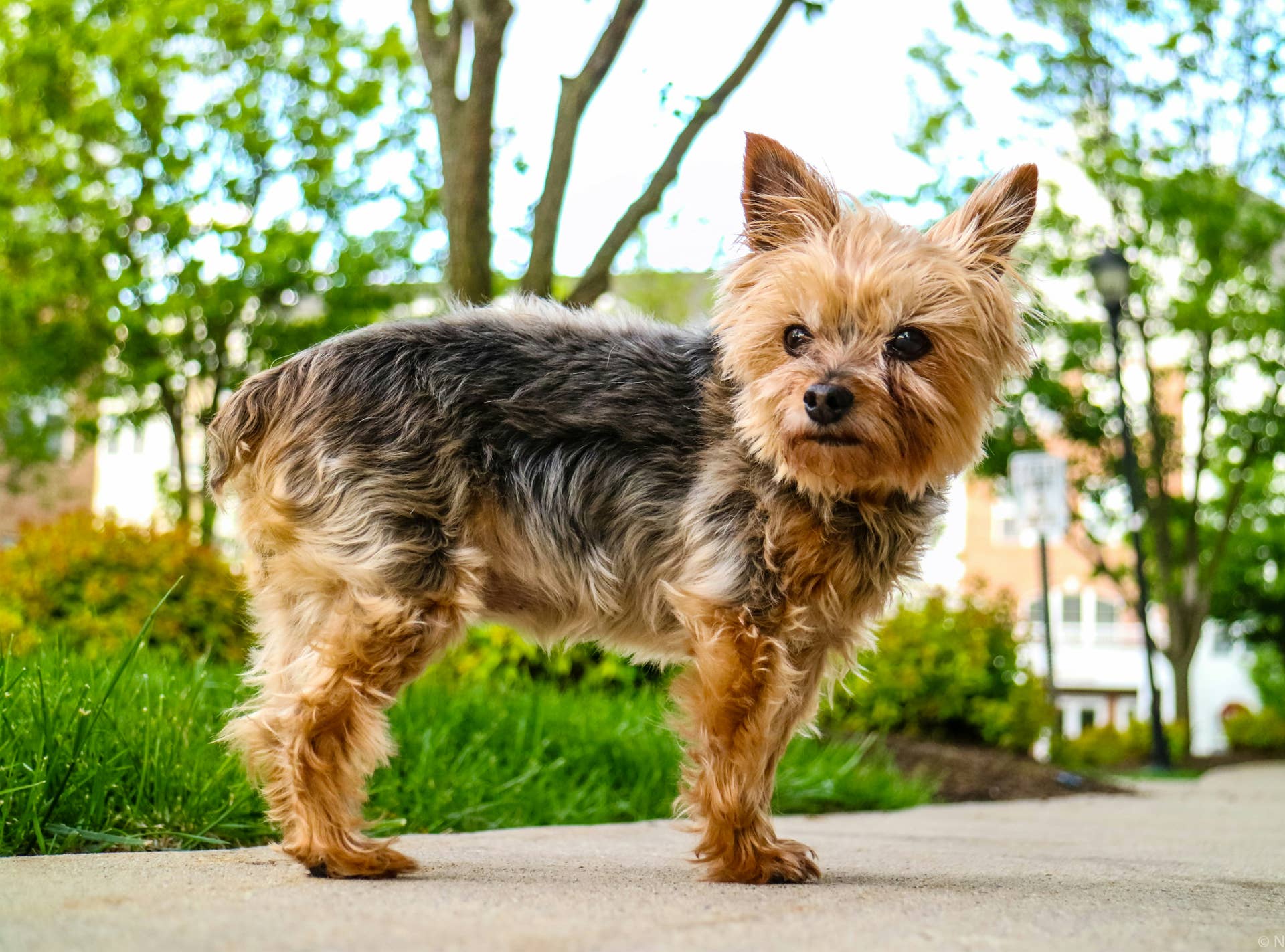 Yorkshire Terrier (Yorkies) - PetHelpful