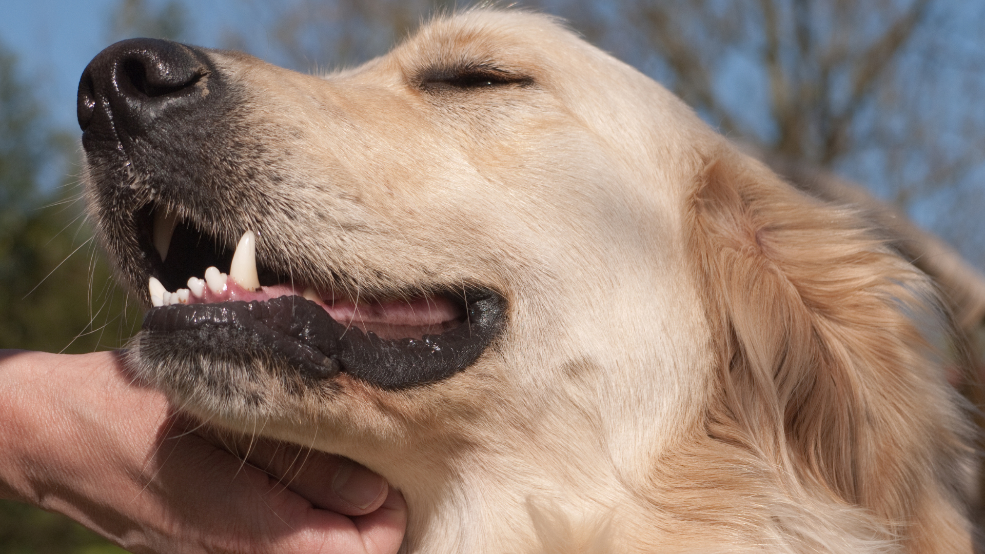 Blind Senior Golden Retriever Carefully Finds His Treat—and It’s So ...