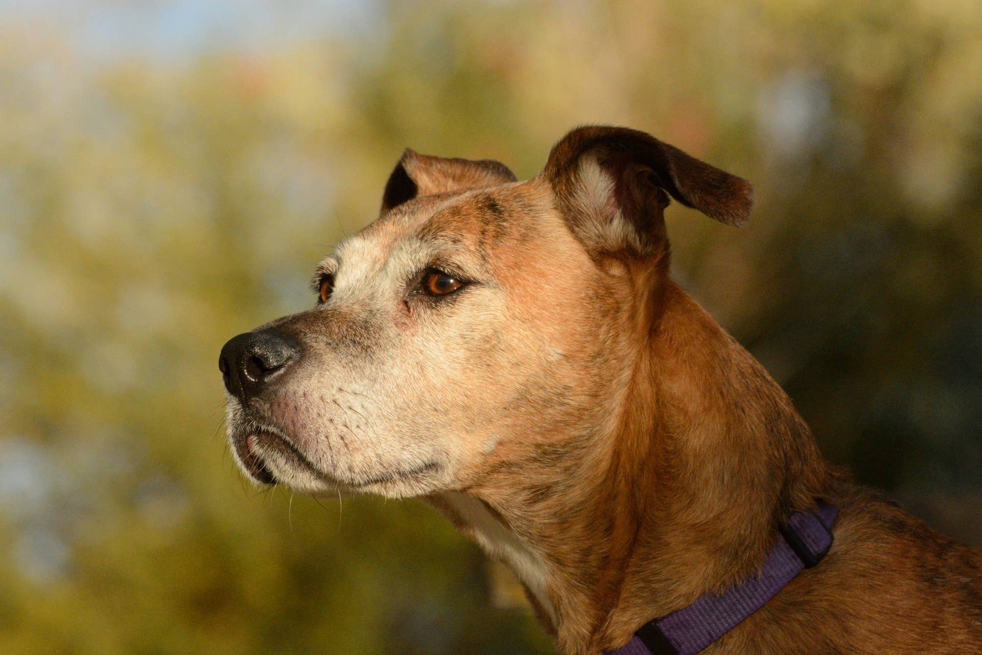 Senior Dog's Final Family Vacation Turns Into the Ultimate Surprise ...