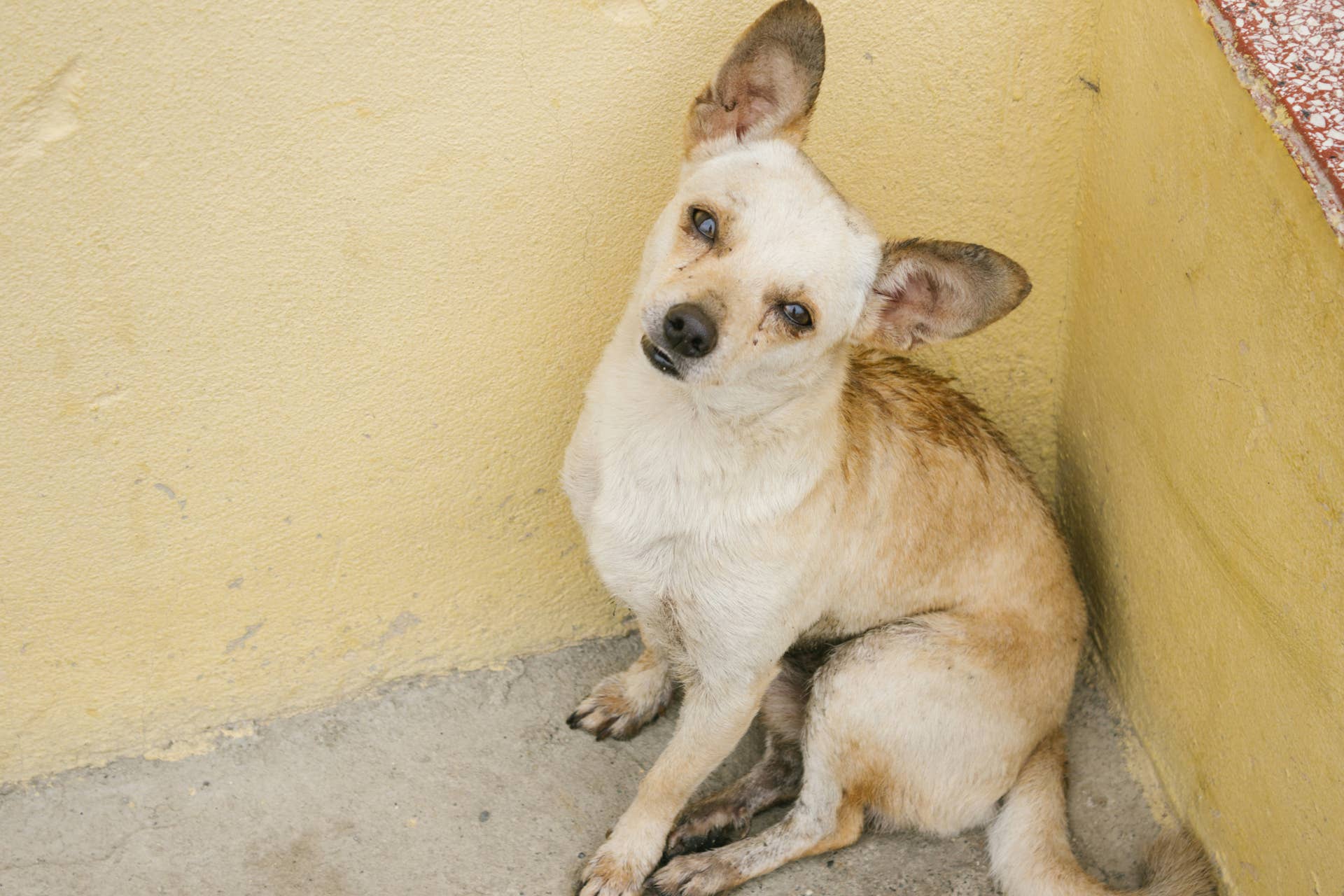 Senior Rat Terrier Back in the Shelter for the Third Time Just Wants ...