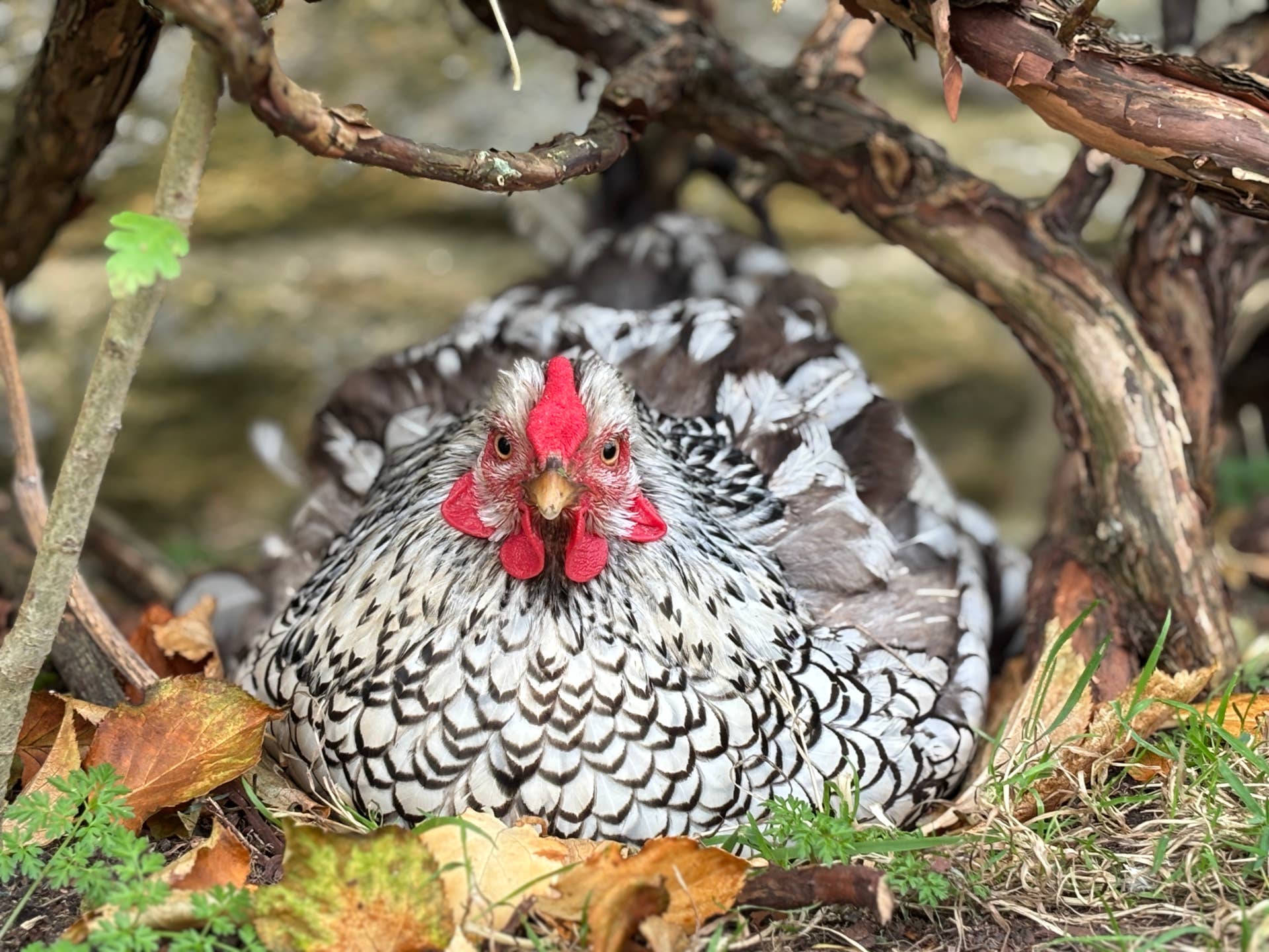 Broody Chicken Tries to 'Hatch an Idea' and People Can't Stop Laughing ...