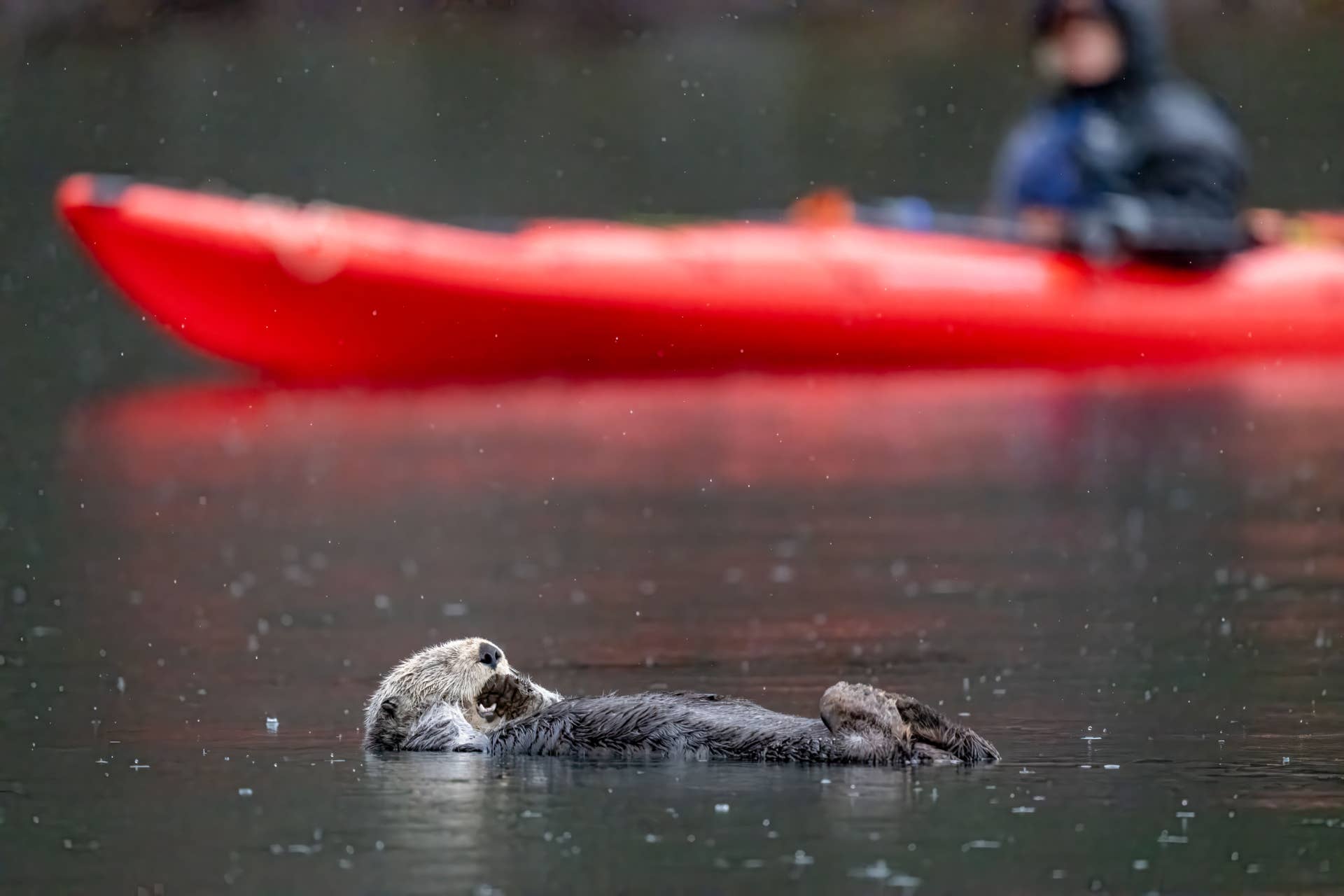 Sea Otter Named Dennis Loves Visiting Kayakers—But There's One Catch ...