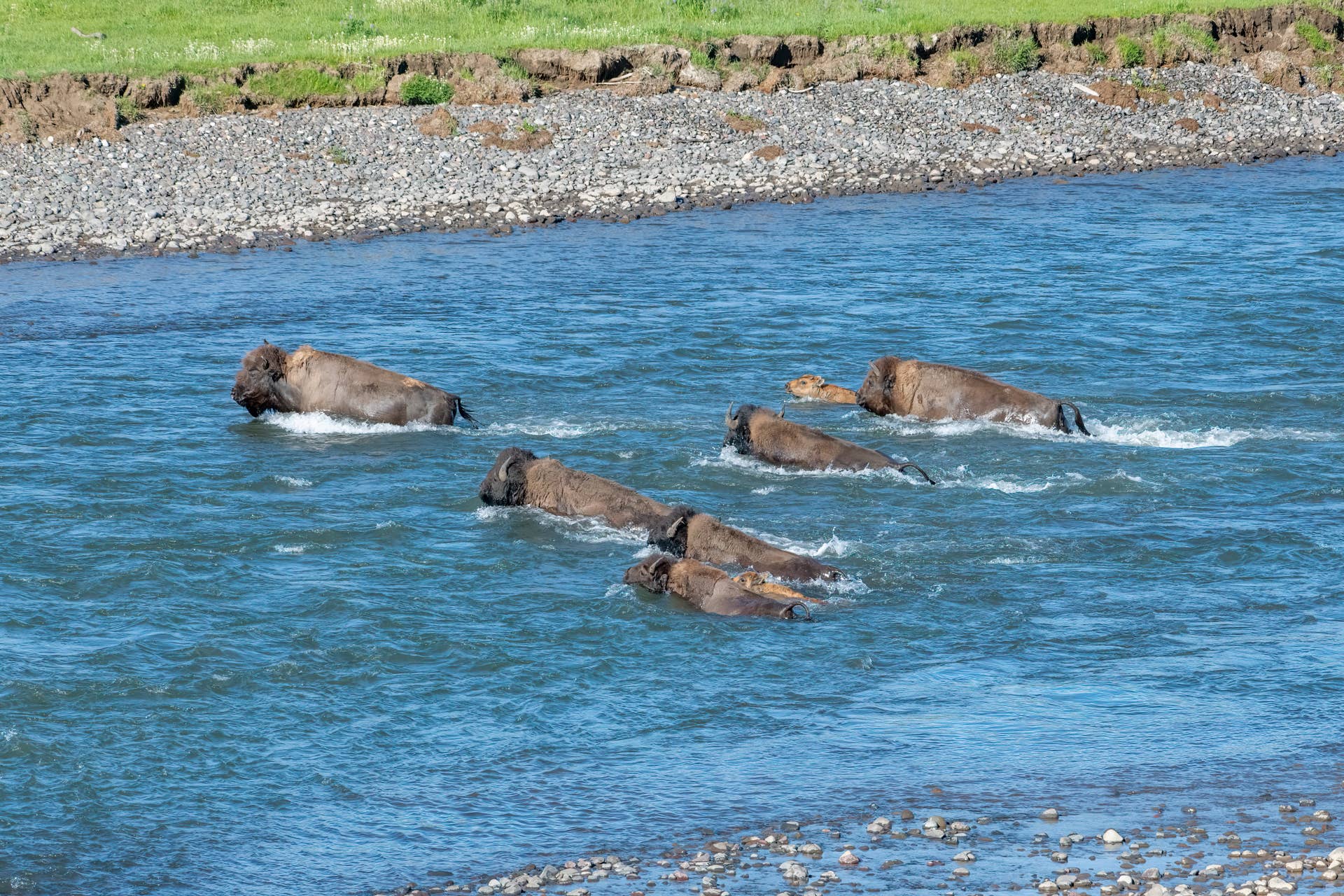 Bison Calves Battle Yellowstone River Current to Reunite With Their ...