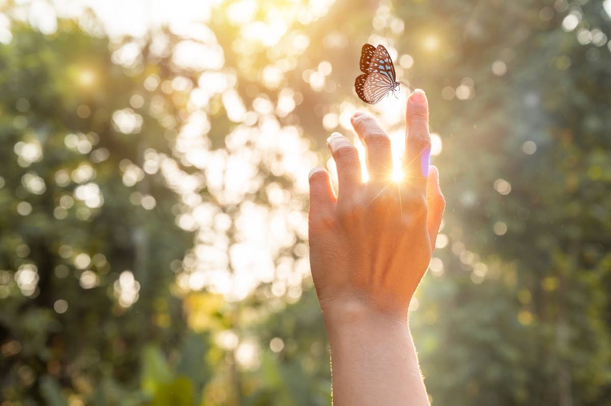 Seeing Butterflies Repeatedly? Here’s What It Might Mean - PetHelpful