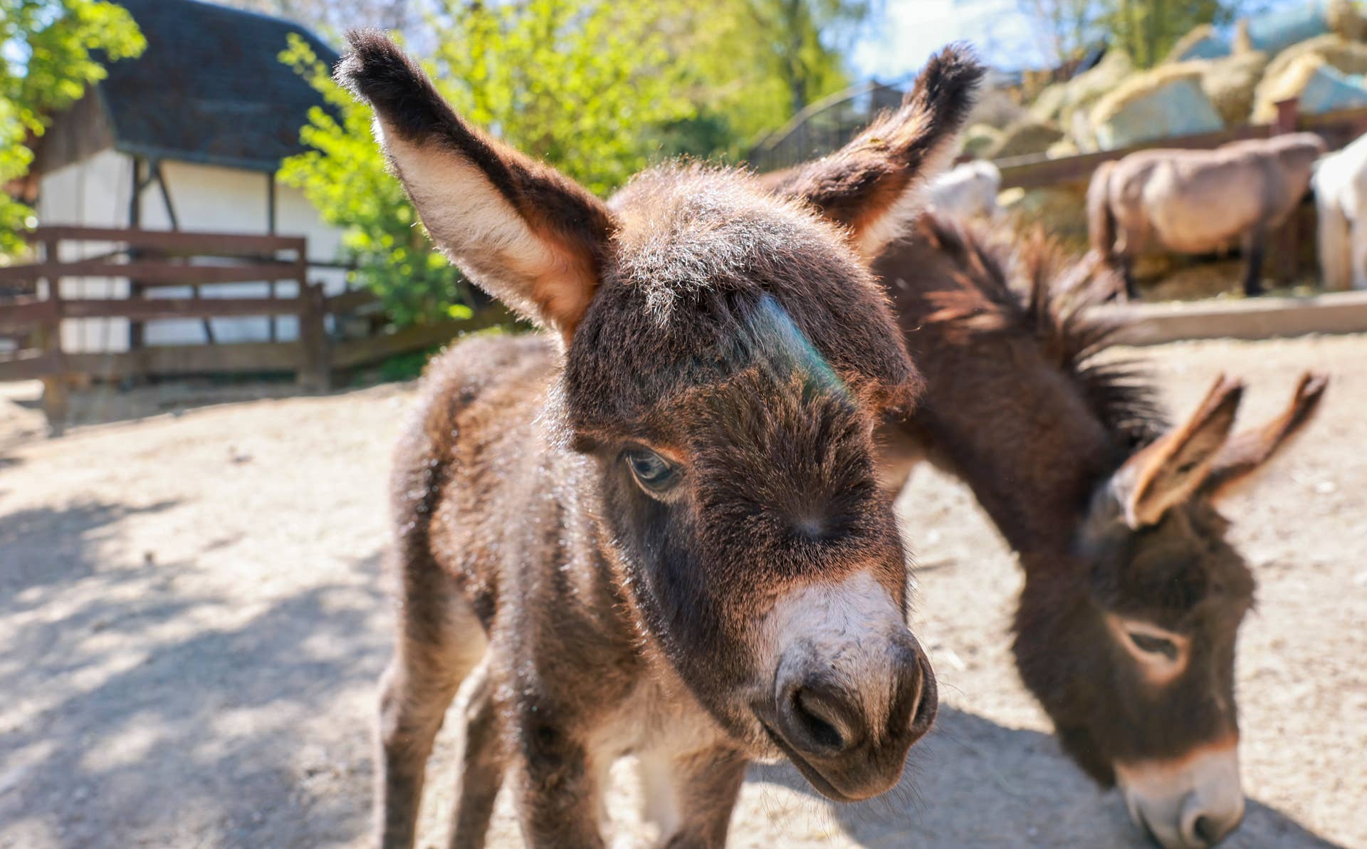 Baby Donkey Discovers His New Favorite Thing and Immediately Lights Up ...