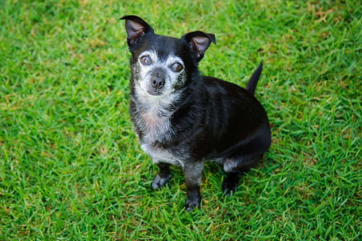 Senior Chihuahua’s Relaxing Day in the Grass Gets Interrupted by a Tiny ...