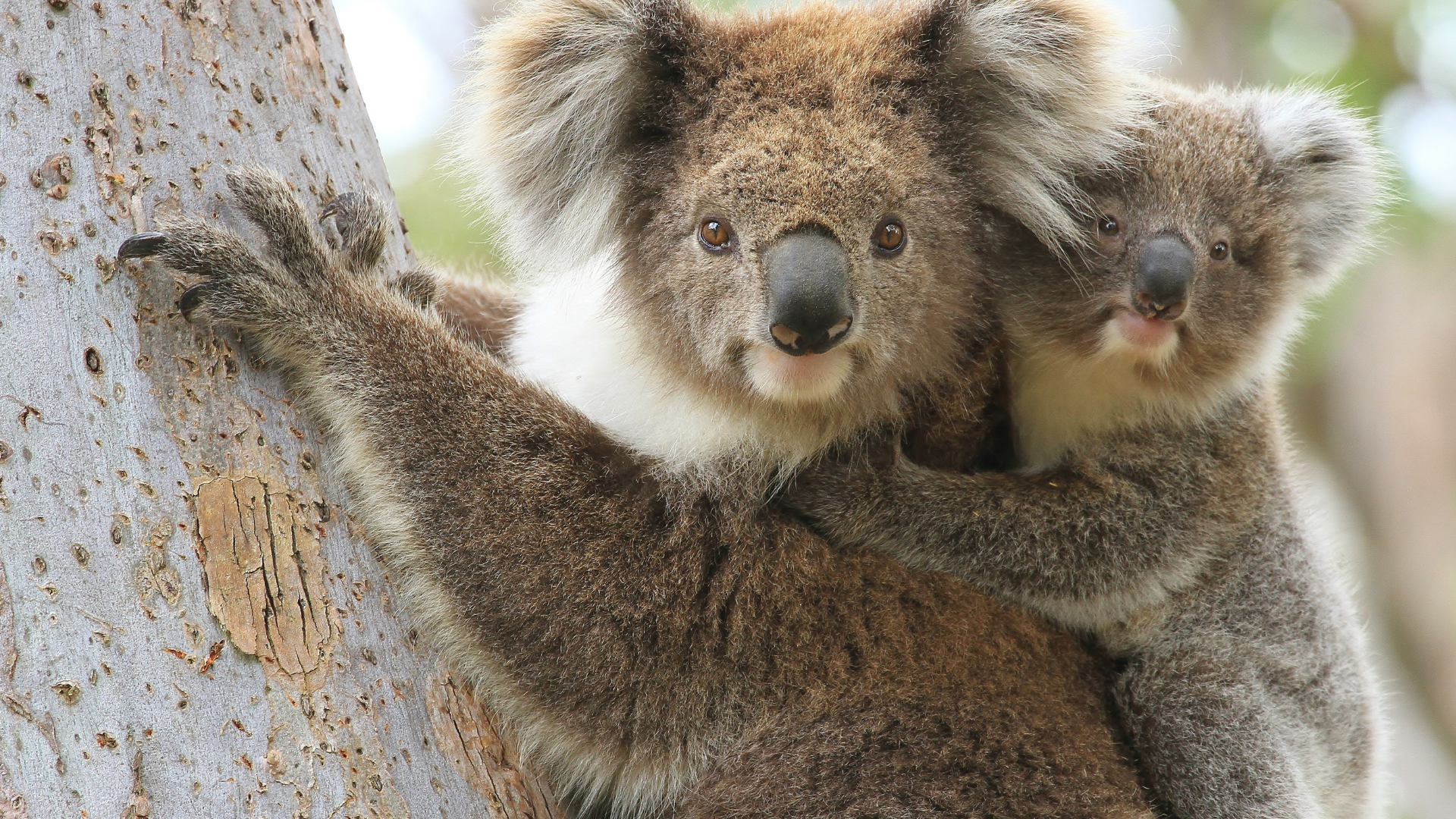 Baby Koala Holding Tight to His Older Brother Is Melting Hearts ...