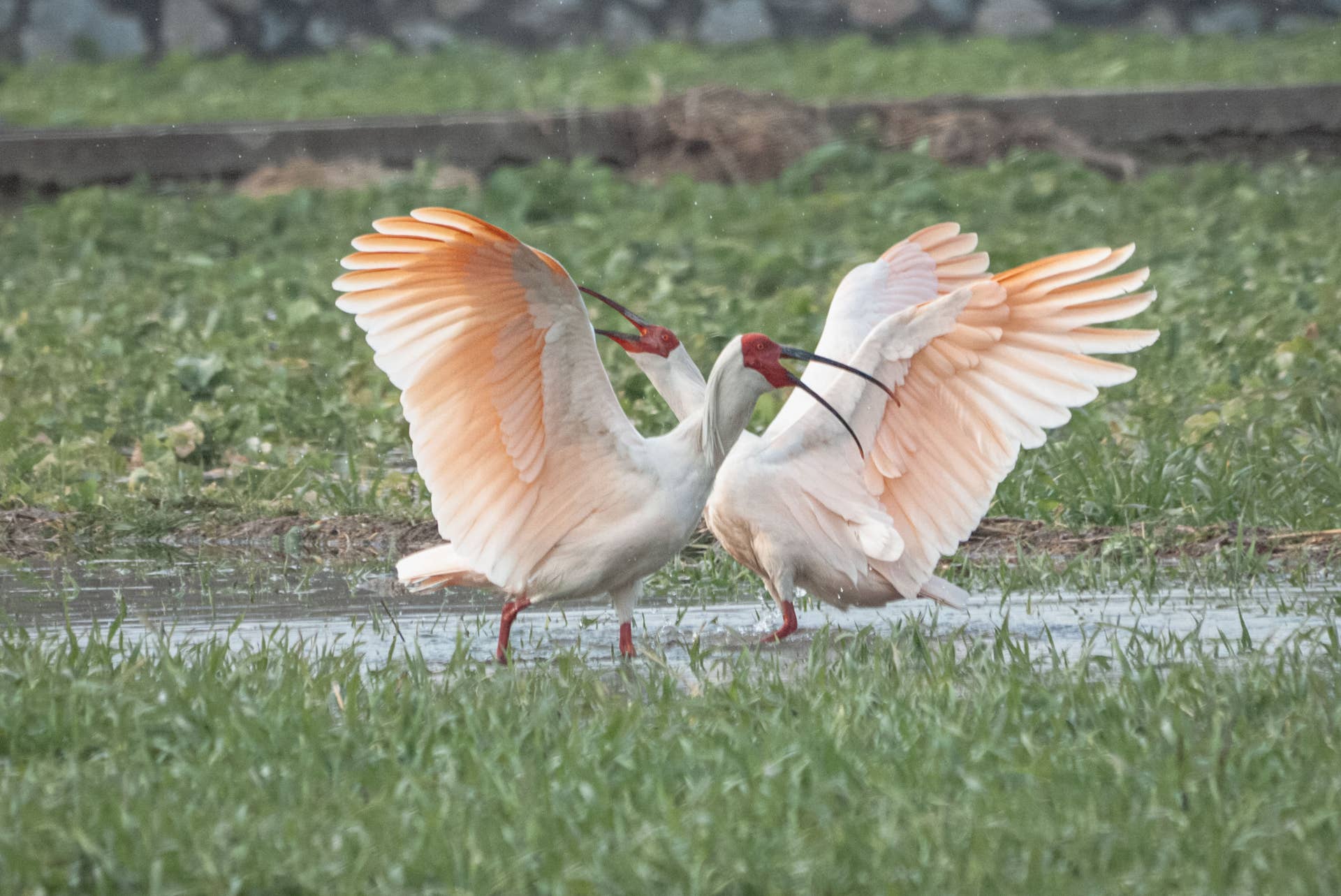 A Bird Declared Extinct in the Wild Is Getting a Second Chance as 8 Are ...