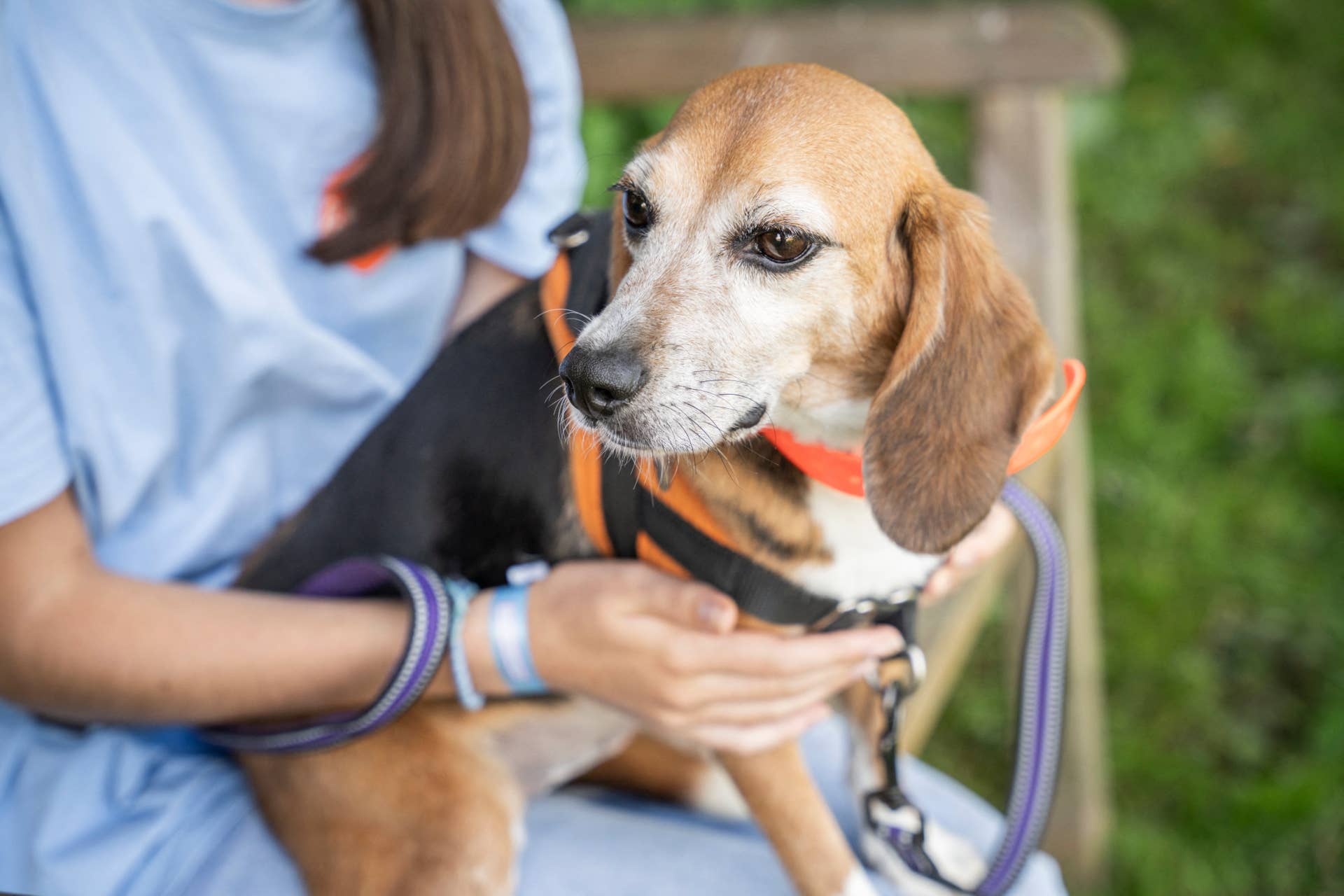 After 7 Years in a Lab, This Beagle Is Experiencing Cuddles and Chicken ...