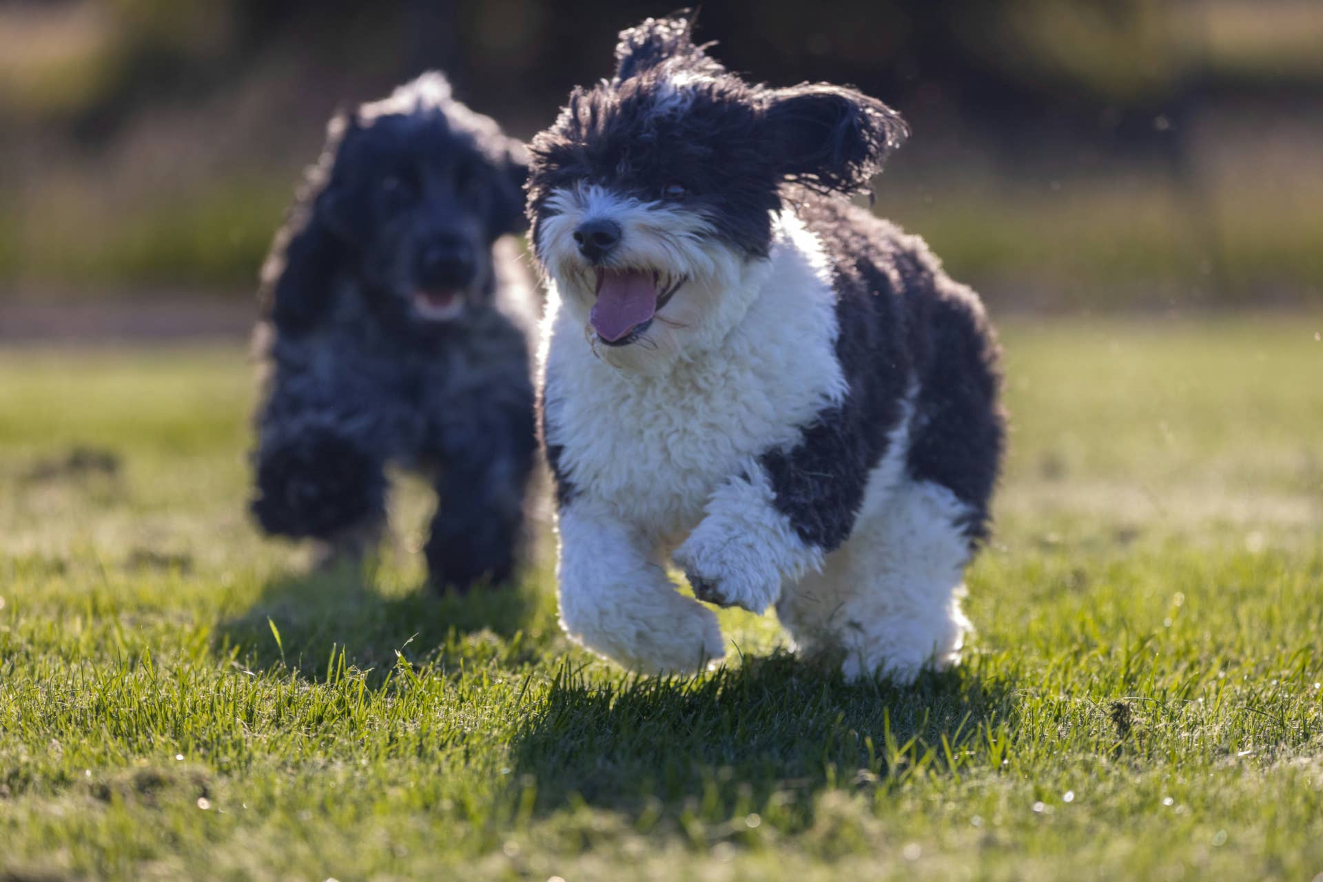 Mini Sheepadoodle Puppies' First Swim Lesson is the Cutest Thing ...