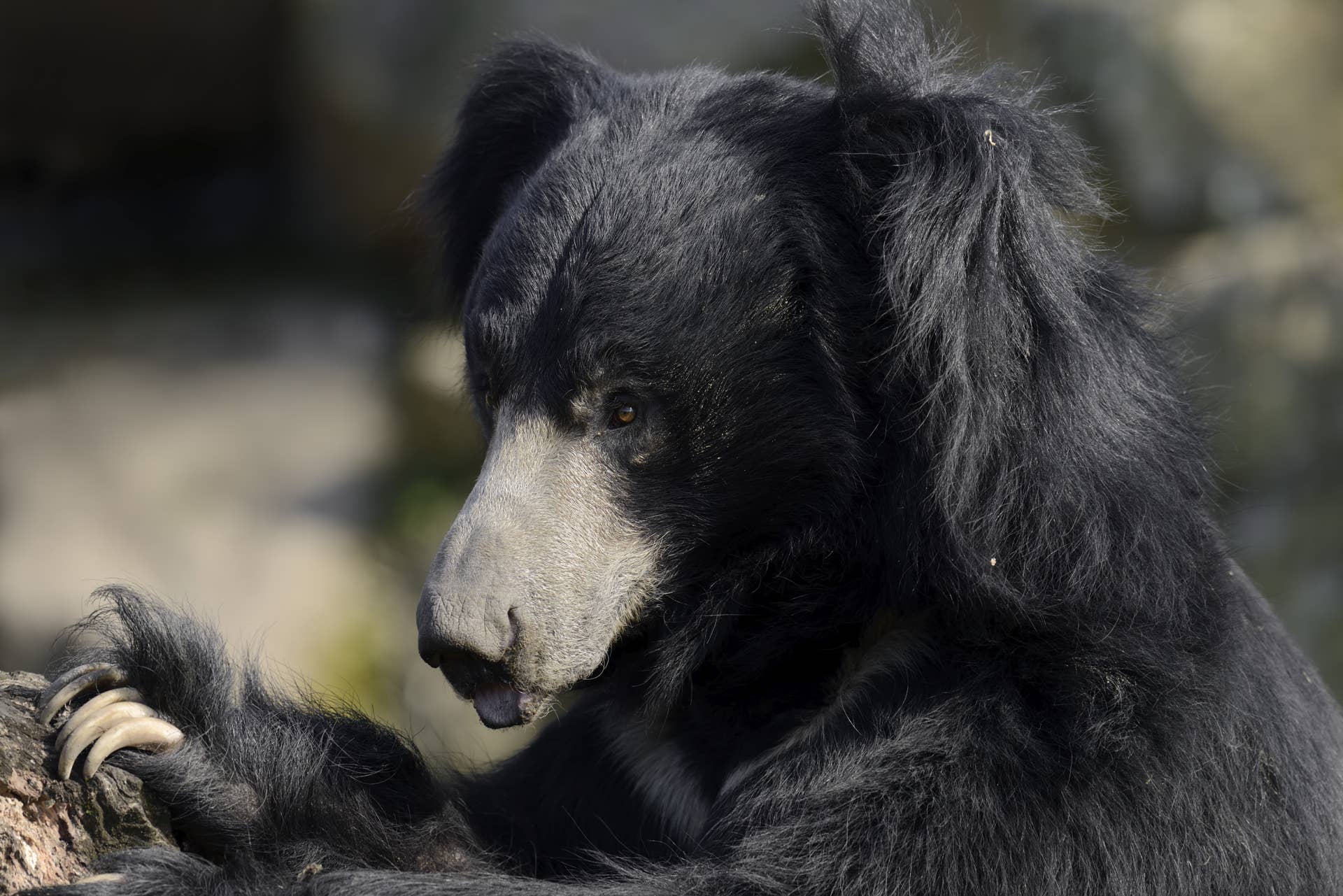 Brookfield Zoo’s Sloth Bear Rocks Ponytails and People Can’t Handle the ...