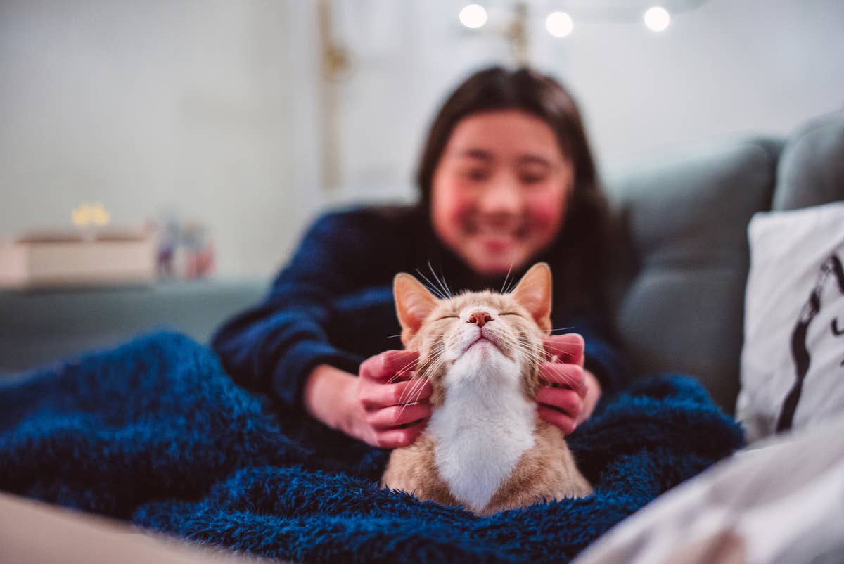 Cat Stories: Viral & Trending Cat News - PetHelpful