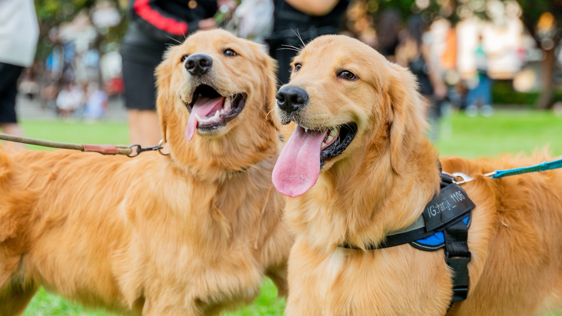 Golden Retriever Reunites With His “Girlfriend”—and Their Hug Is Pure ...