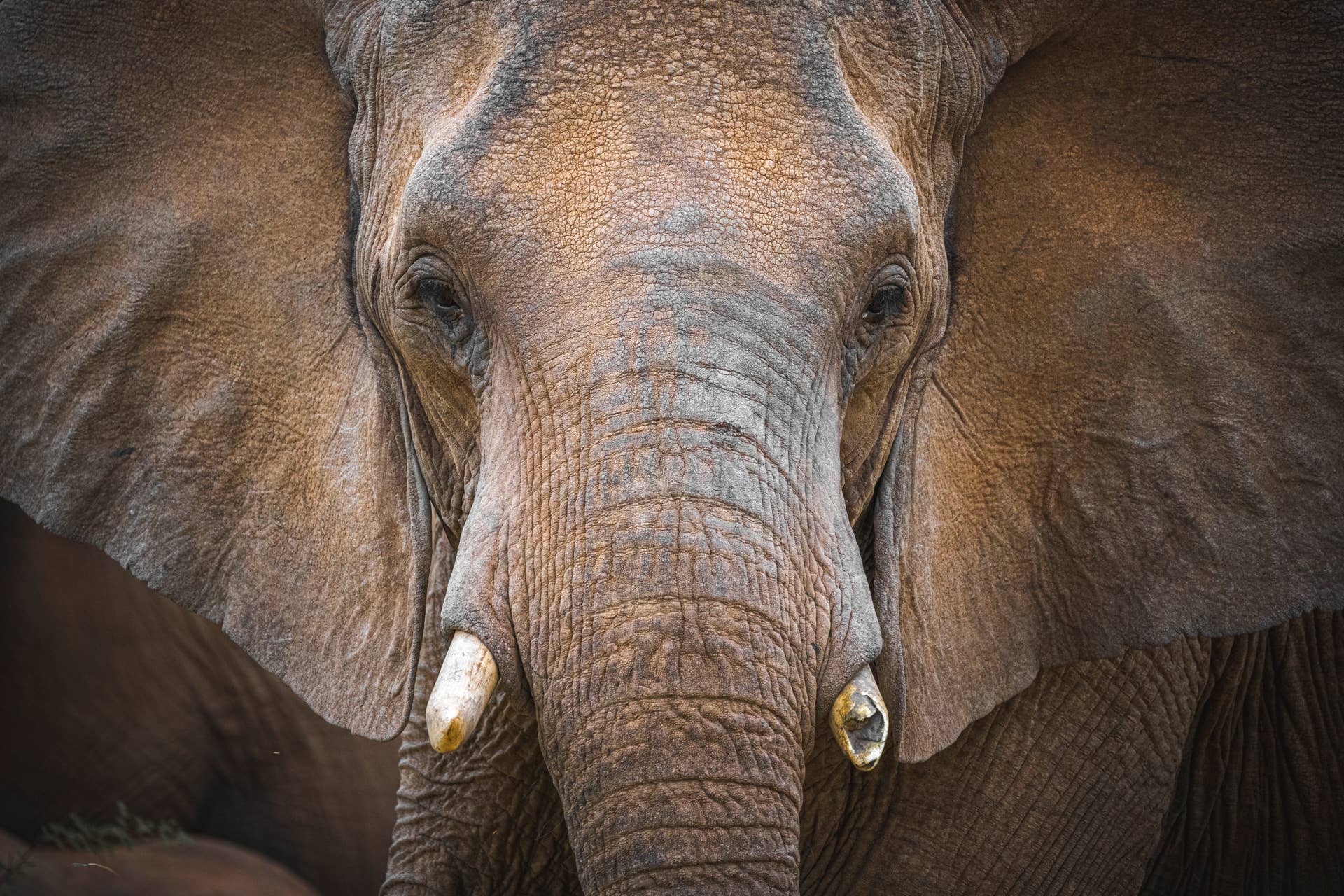 Why Would a Zoo Trim an Elephant’s Tusks? The Answer Is Surprisingly ...