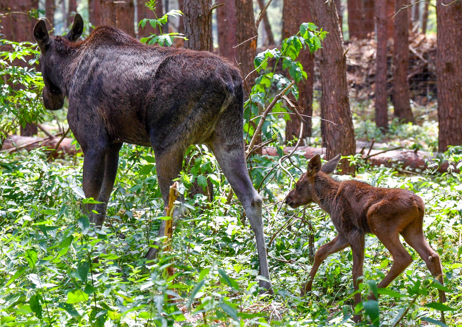2 Baby Moose Get Separated From Mom on an Alaska Road — and the Tense ...