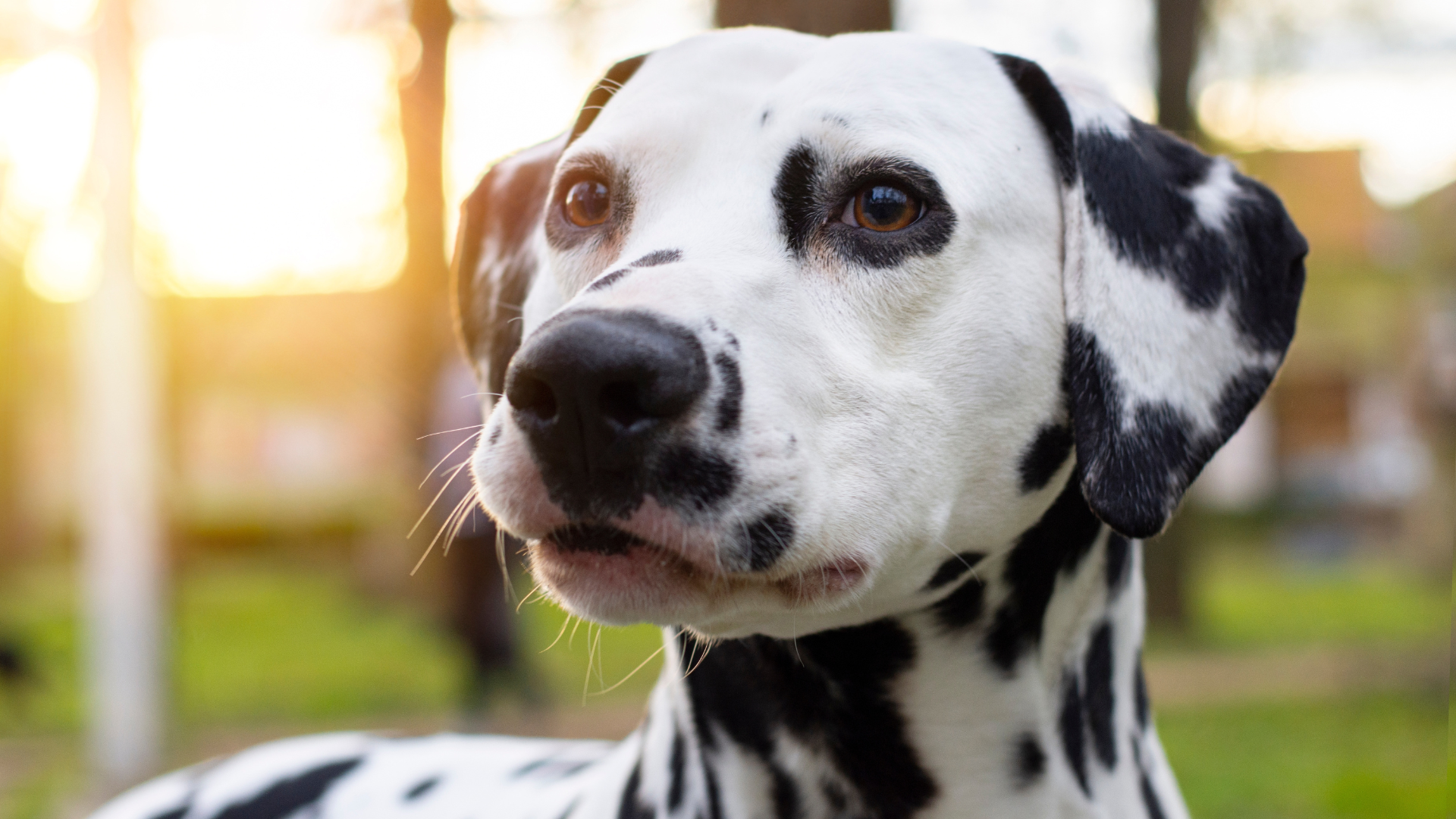 Tiny Kittens Choosing a Dalmatian as Their Mom Is Melting Hearts ...