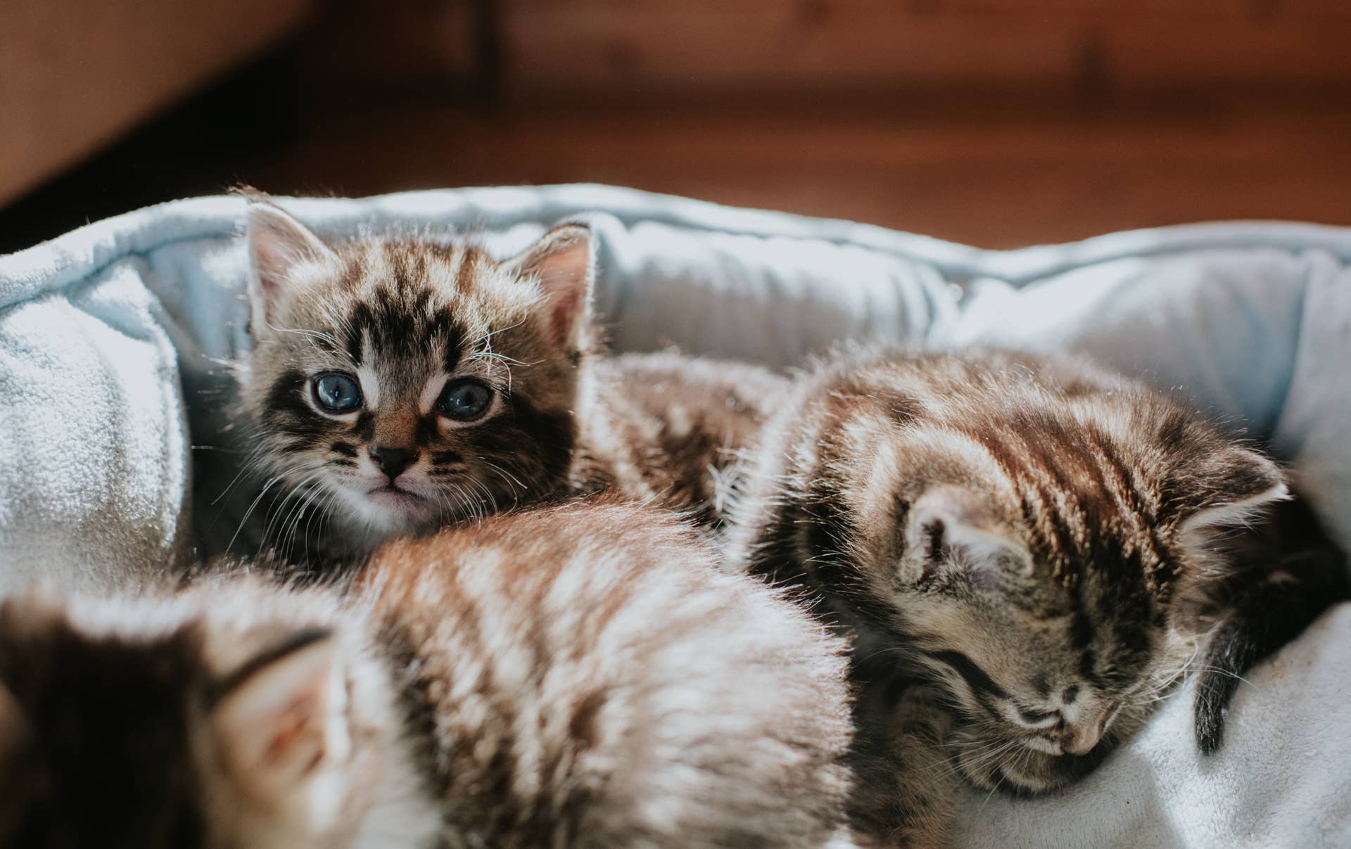 Kittens: Cute Moments, Adorable Clips & Sweet Photos - PetHelpful