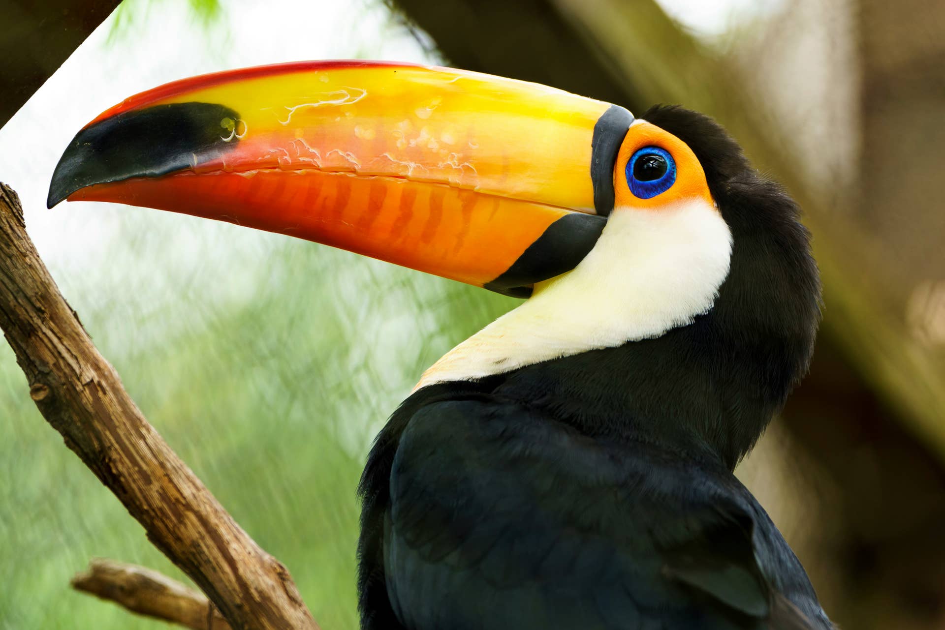 Pet Toucan Learned How to Use the Fridge Water Dispenser - PetHelpful