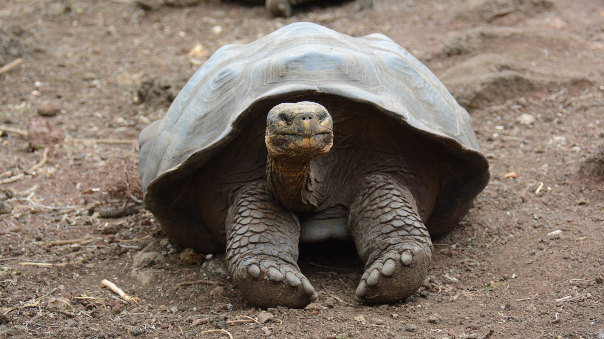 This Tiger Cub Meets a Strong-Willed Tortoise—and Immediately Thinks ...