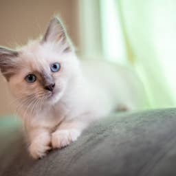 Update on Cat Lost for 10 Days in Sub-Zero Winter Weather Has People ...