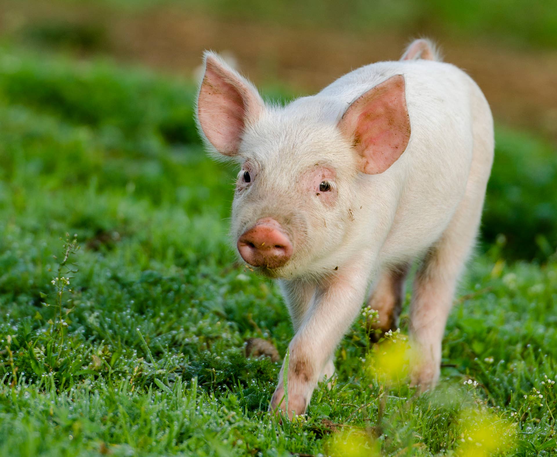 A Piglet Flew Off a Meat Truck on the Way to the Slaughterhouse — Then ...