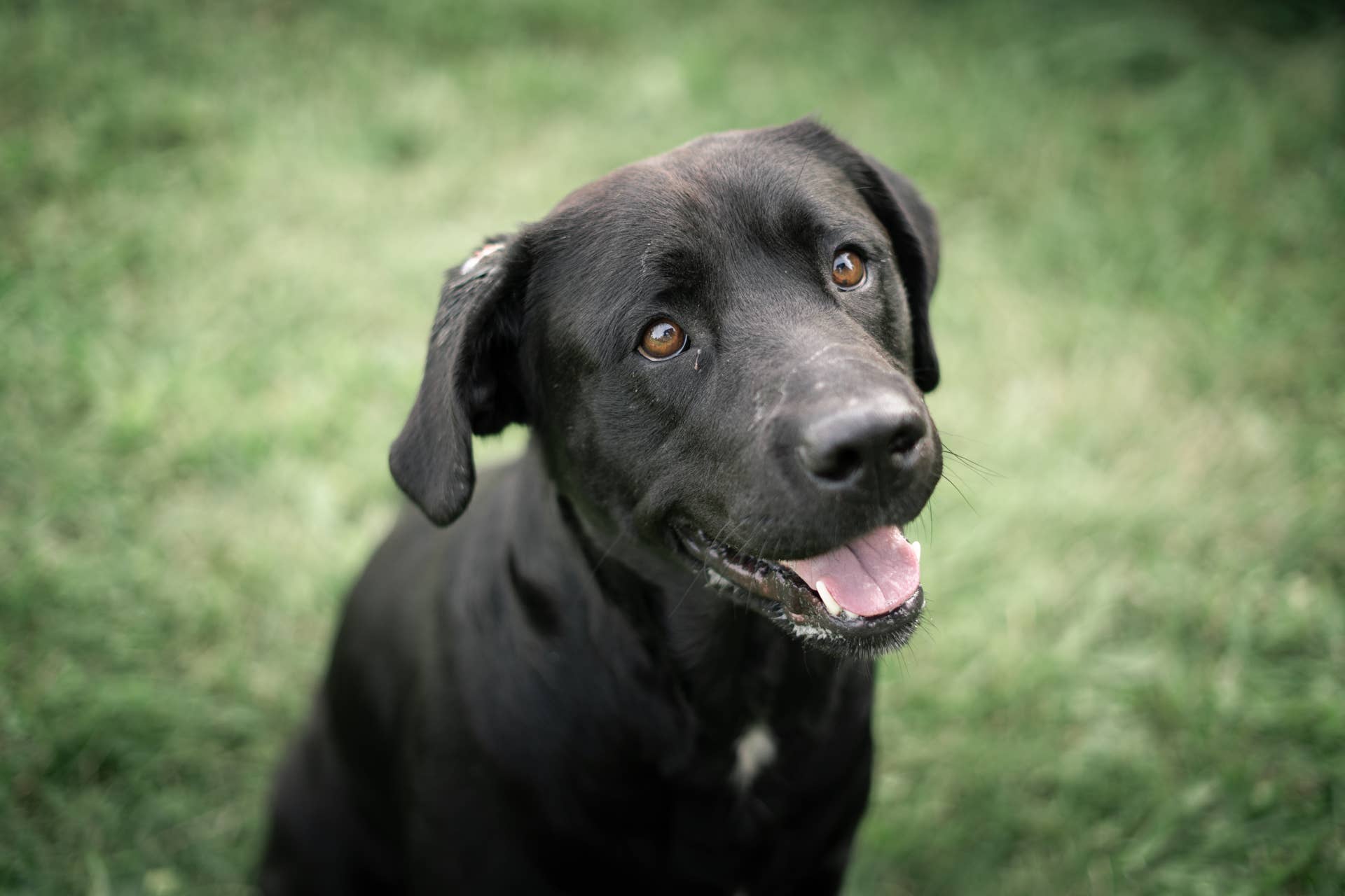 This Stray Dog Grew Up Around Cows—and Now He Literally Moos - PetHelpful